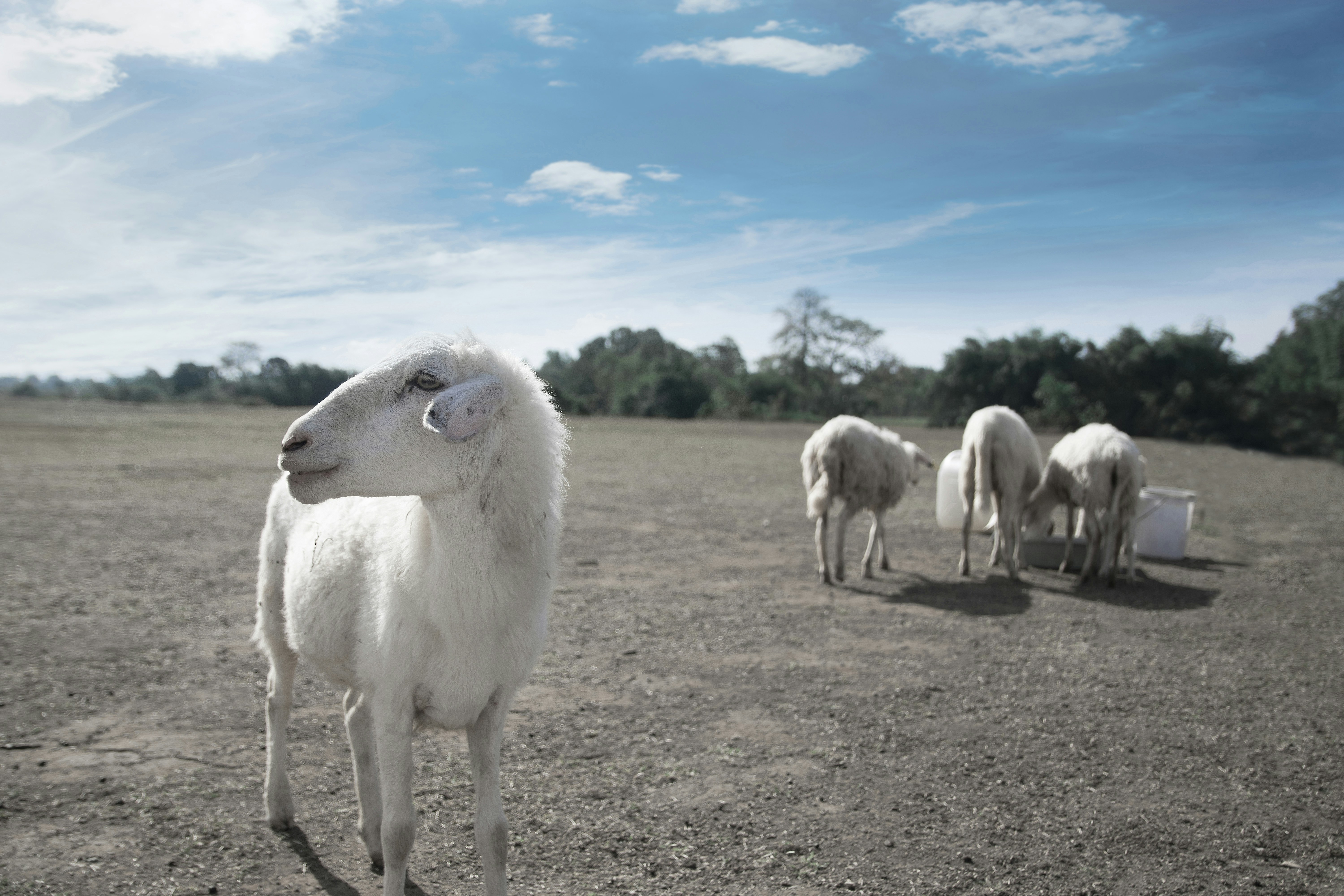 Sheep standing in a dry open field with a bright blue sky above.
