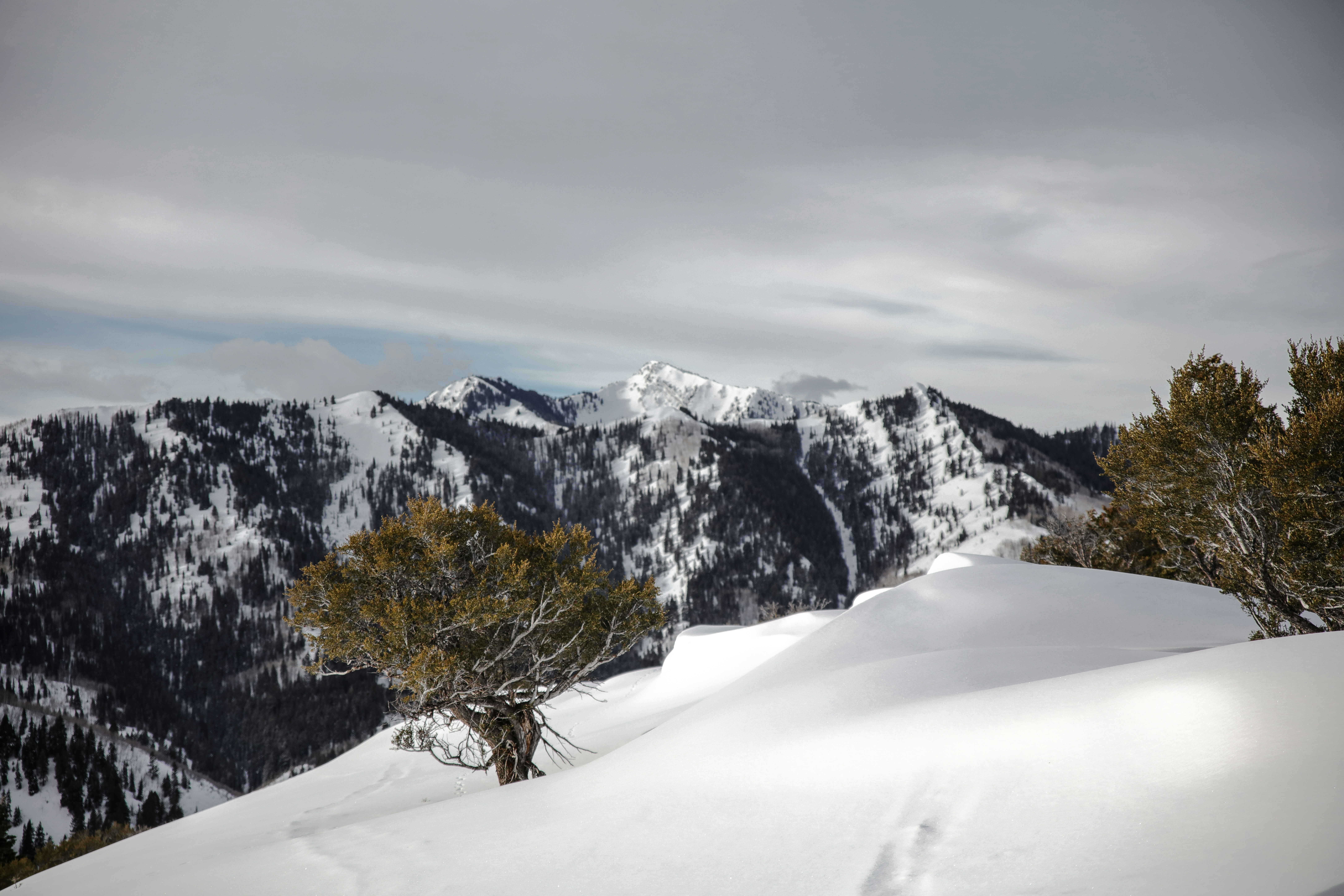 Snow-covered mountains under a cloudy sky with sparse trees in the foreground.