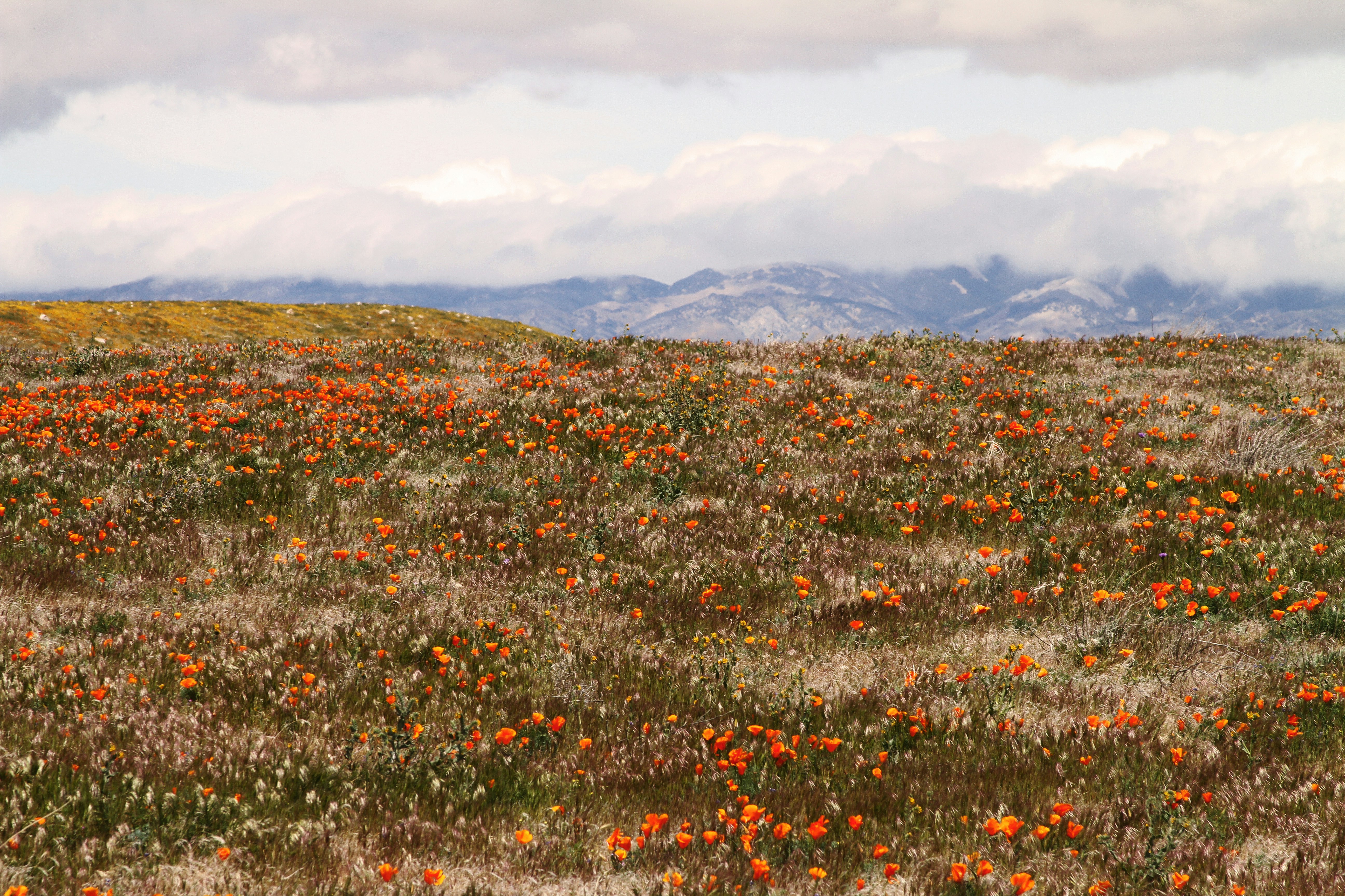 Orange flower field near brown mountains under white cloudy sky photo ...