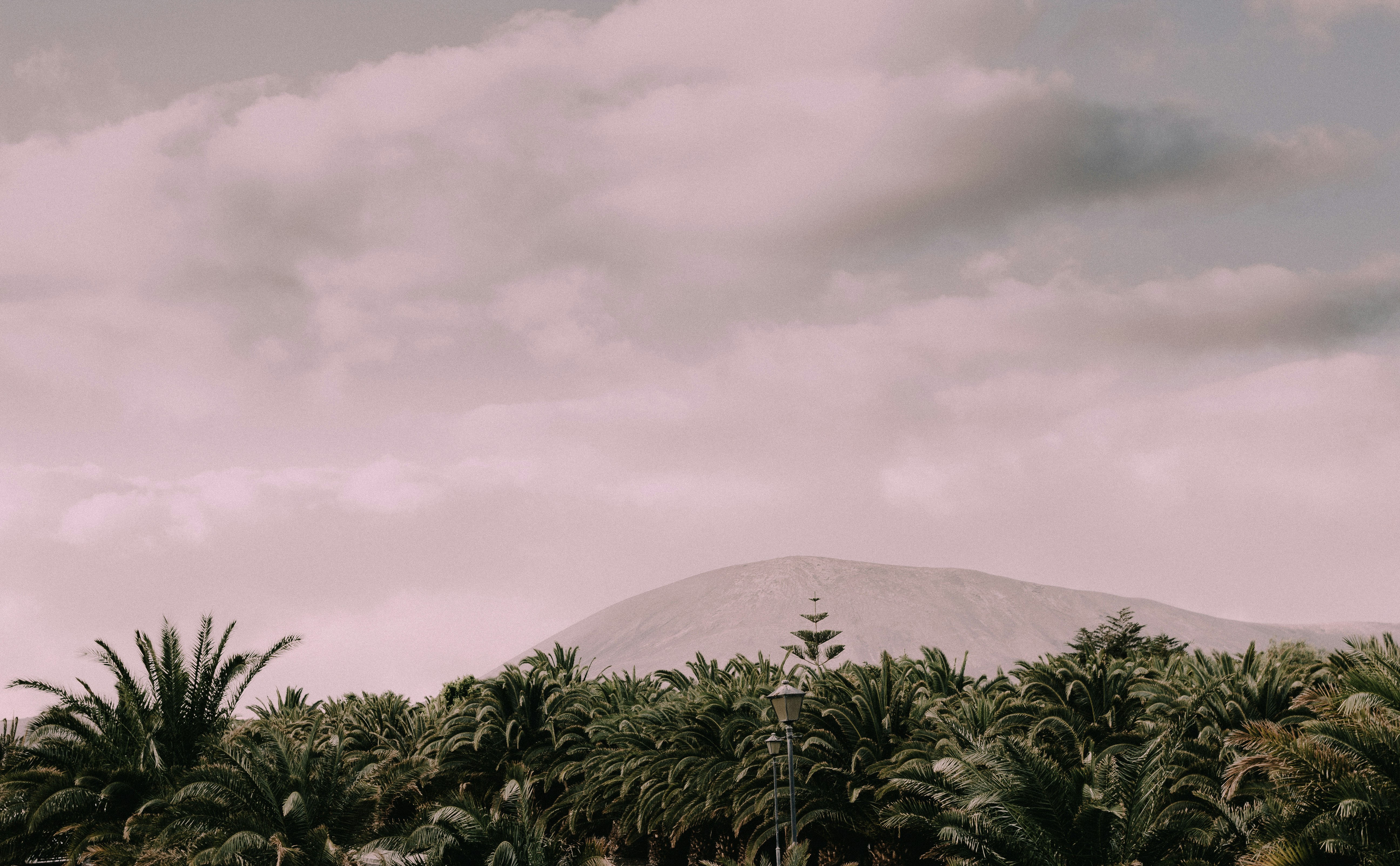 Low-light photo of forest in front of mountain photo – Free Grey Image ...