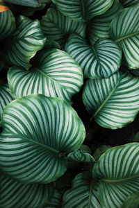 Verdant Symphony: The Dance of Striped Leaves