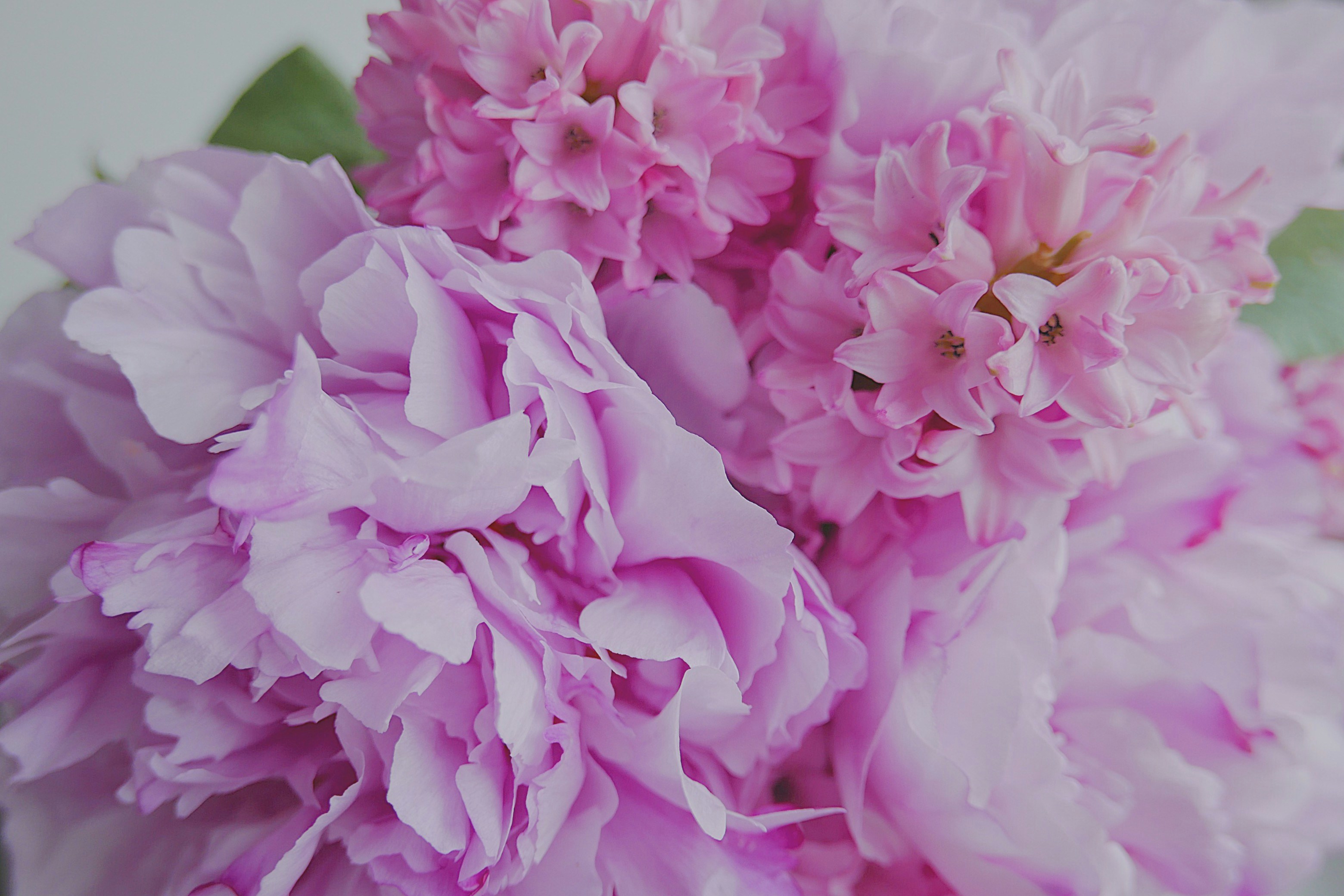 Pions | pink petal flowers