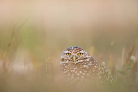 Amber-Eyed Owl in a Quiet Meadow Haze