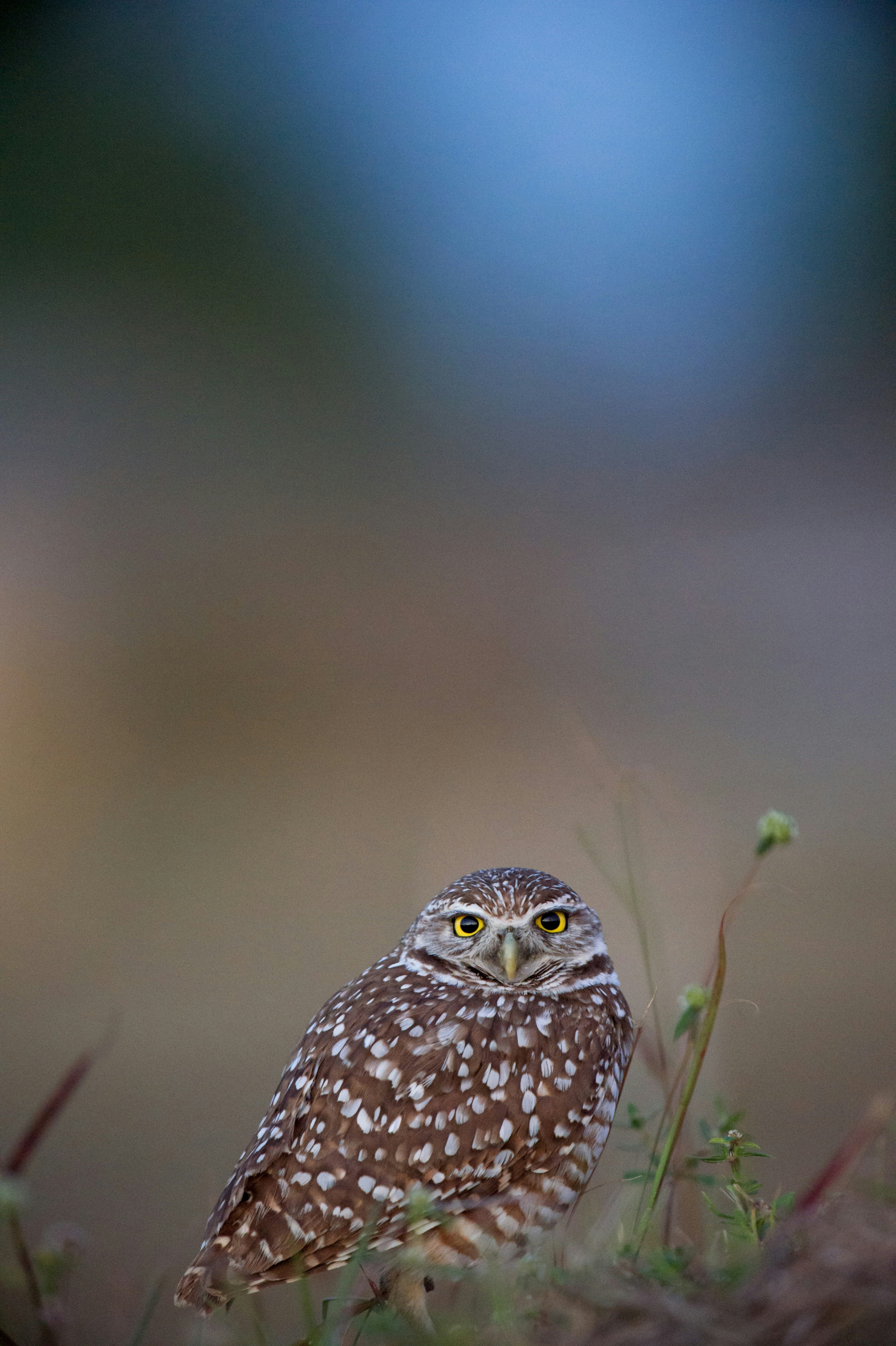 Burrowing owl perched amidst tall grass, gazing intently at its surroundings. The soft background highlights the owl's intricate plumage.
