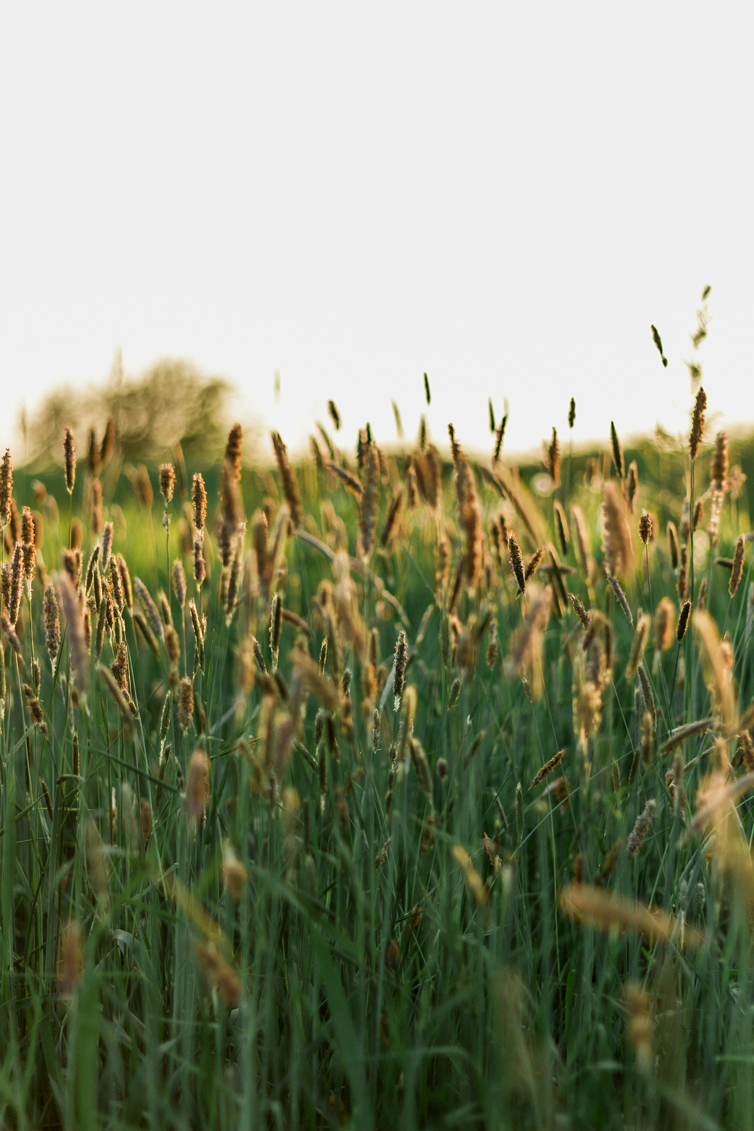 Oat Field Pictures | Download Free Images on Unsplash