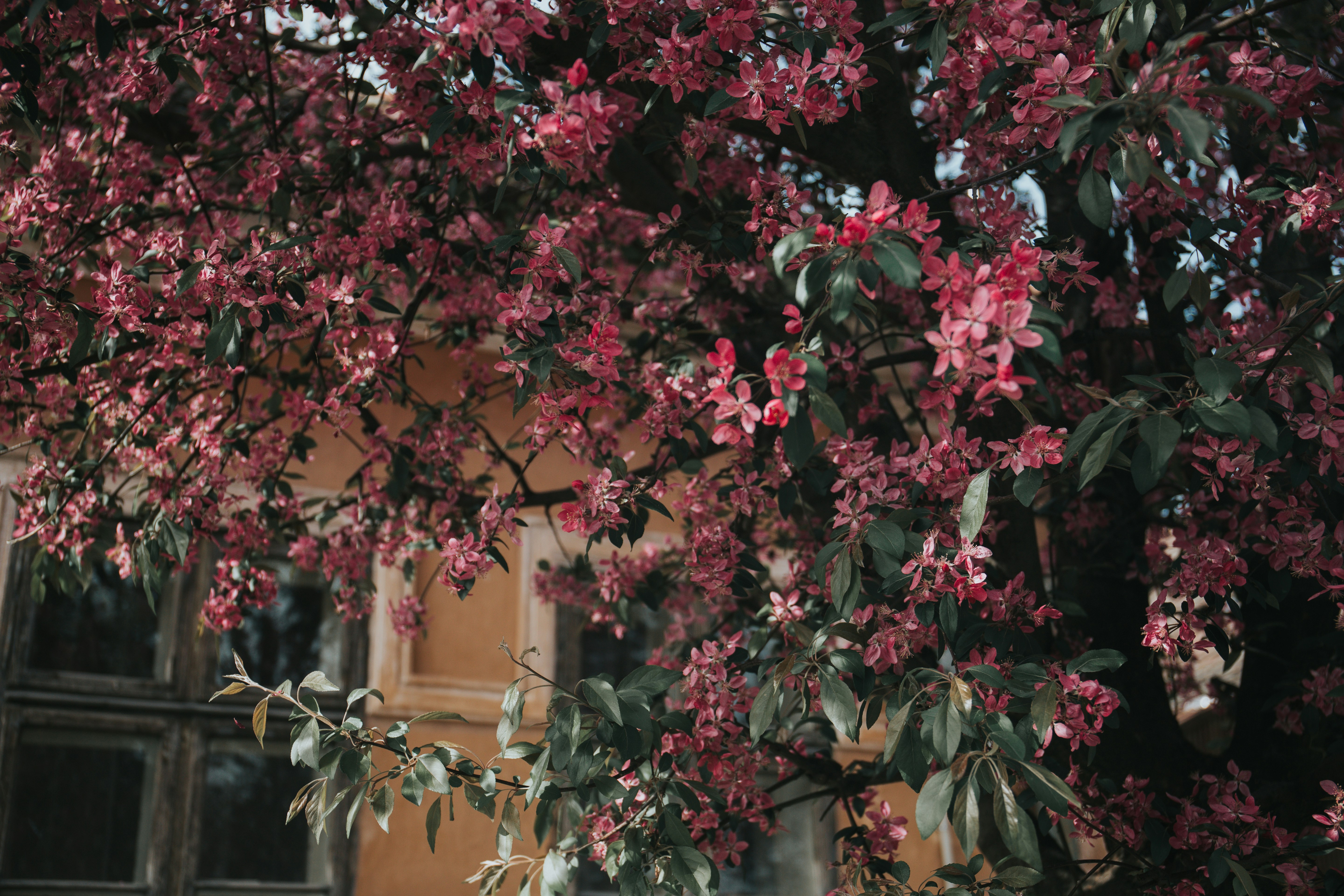 Vibrant pink flowers cascade from a tree, juxtaposed against a weathered building, evoking a sense of nostalgia and renewal.