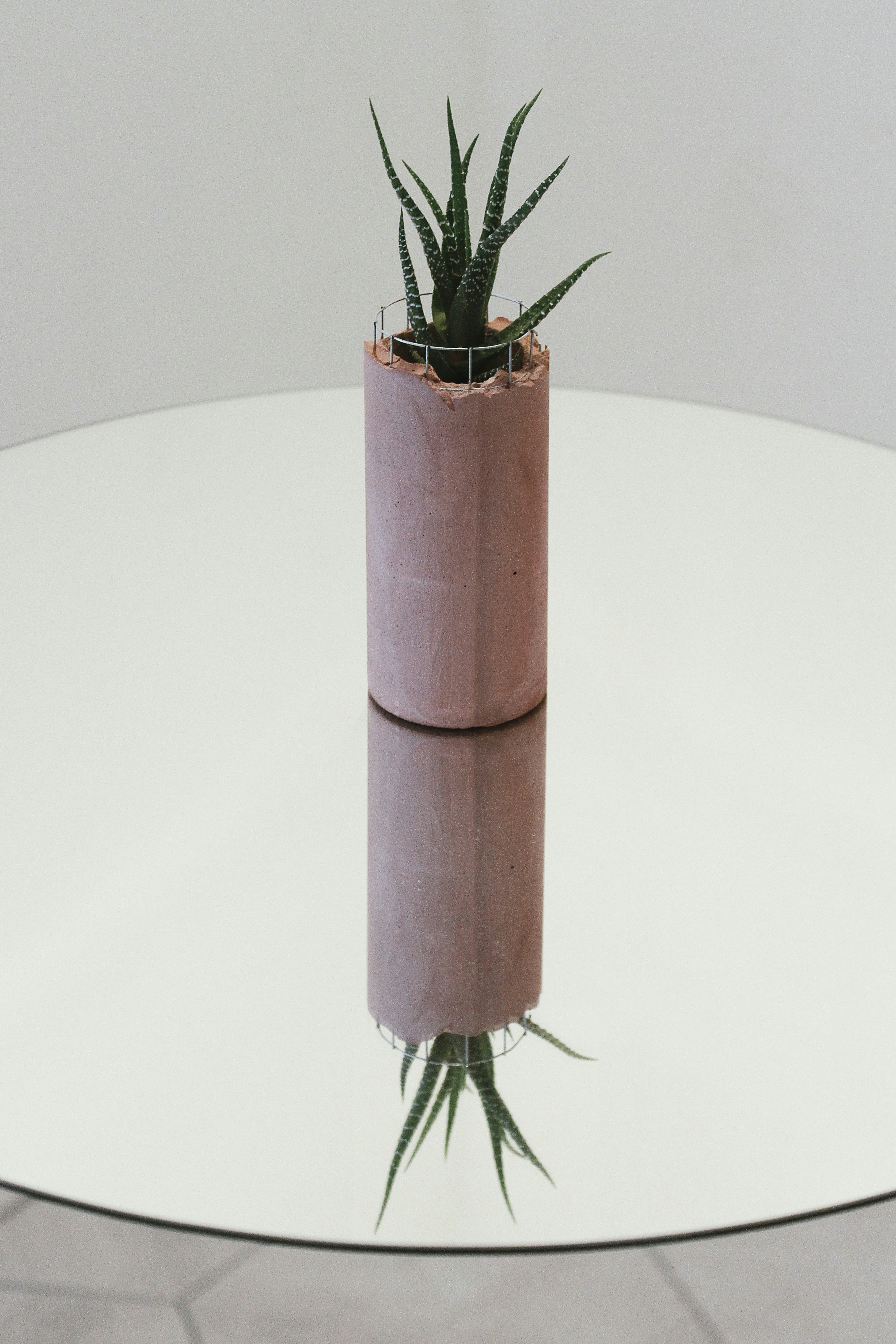 A potted succulent in a cylindrical pink planter reflects beautifully on a glossy surface, creating a harmonious blend of nature and design.