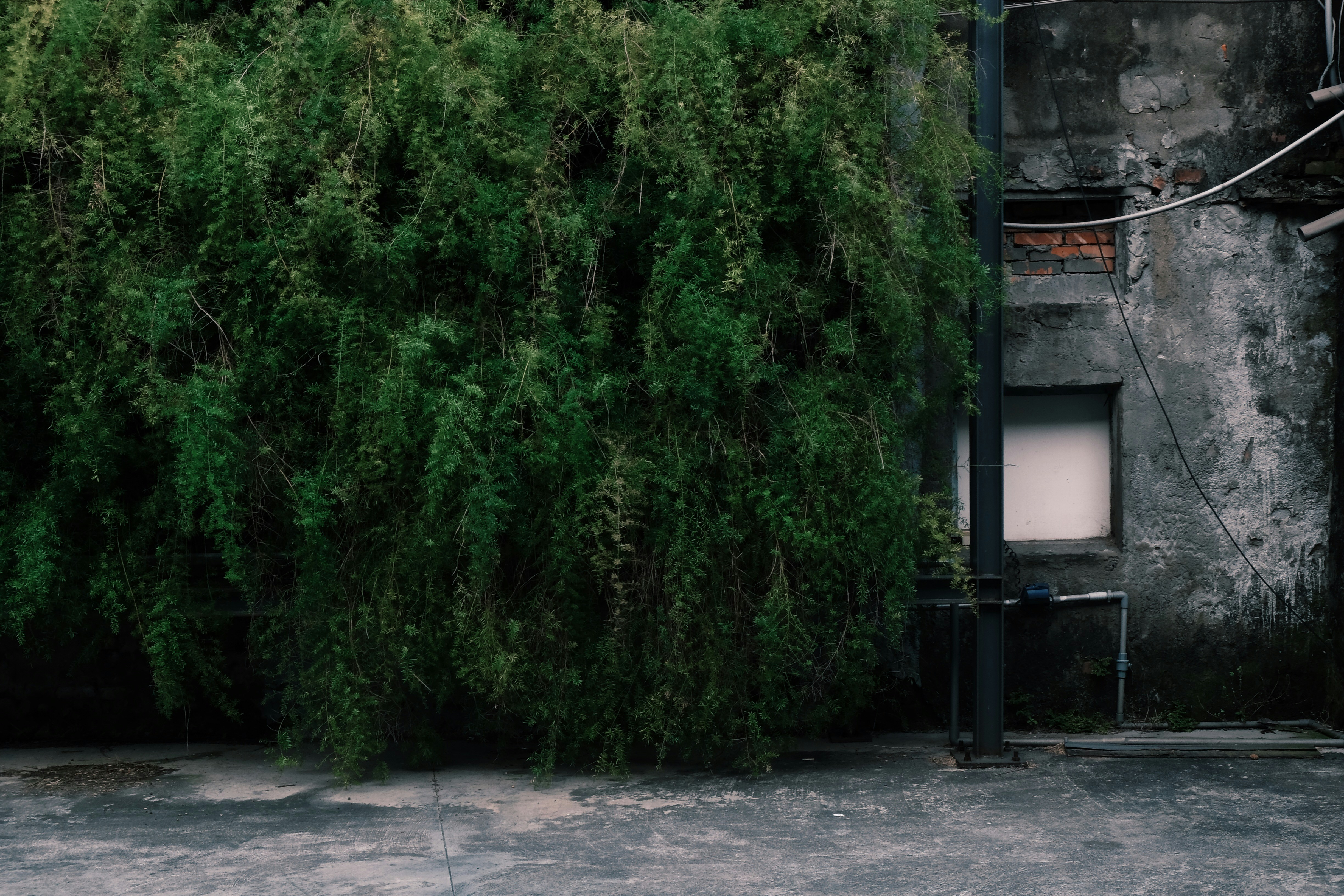 Lush greenery overtakes a weathered wall, showcasing the interplay between nature and urban decay.