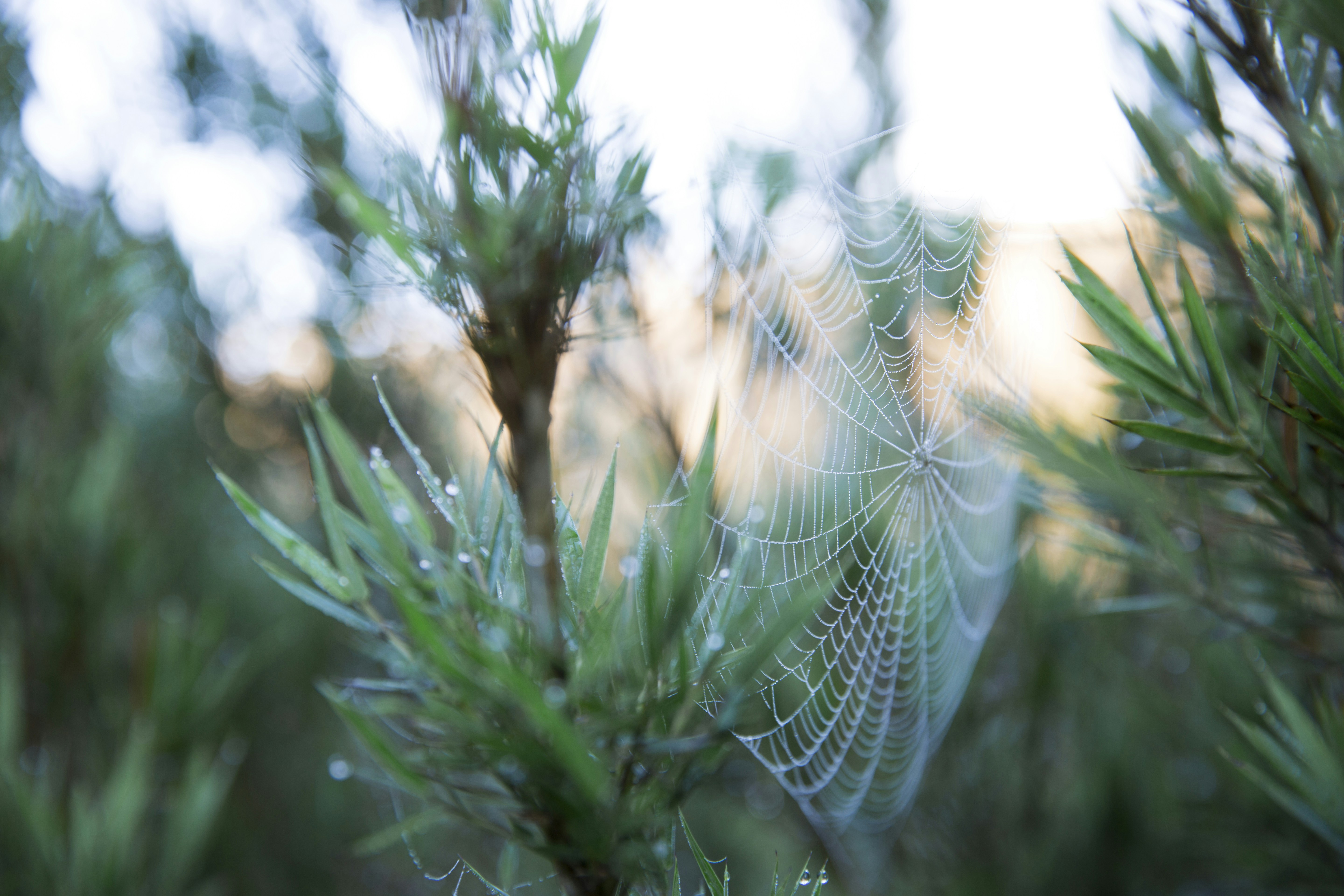 A close up of a spider web on a pine tree photo – Free Sri lanka Image ...