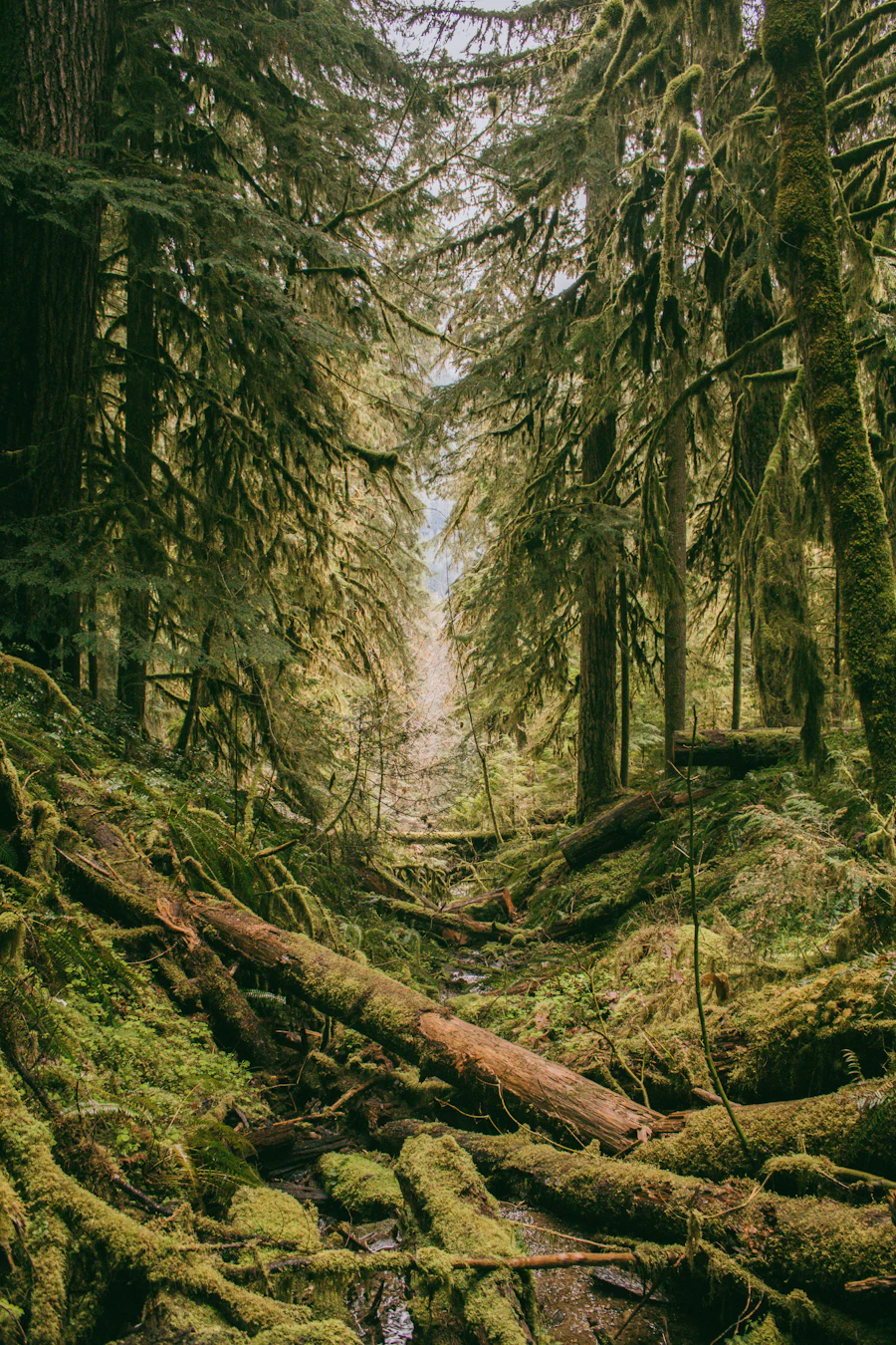 A lush evergreen forest with towering moss-draped trees, fallen logs, and a narrow stream running through the center. Soft light filters into the green ravine.