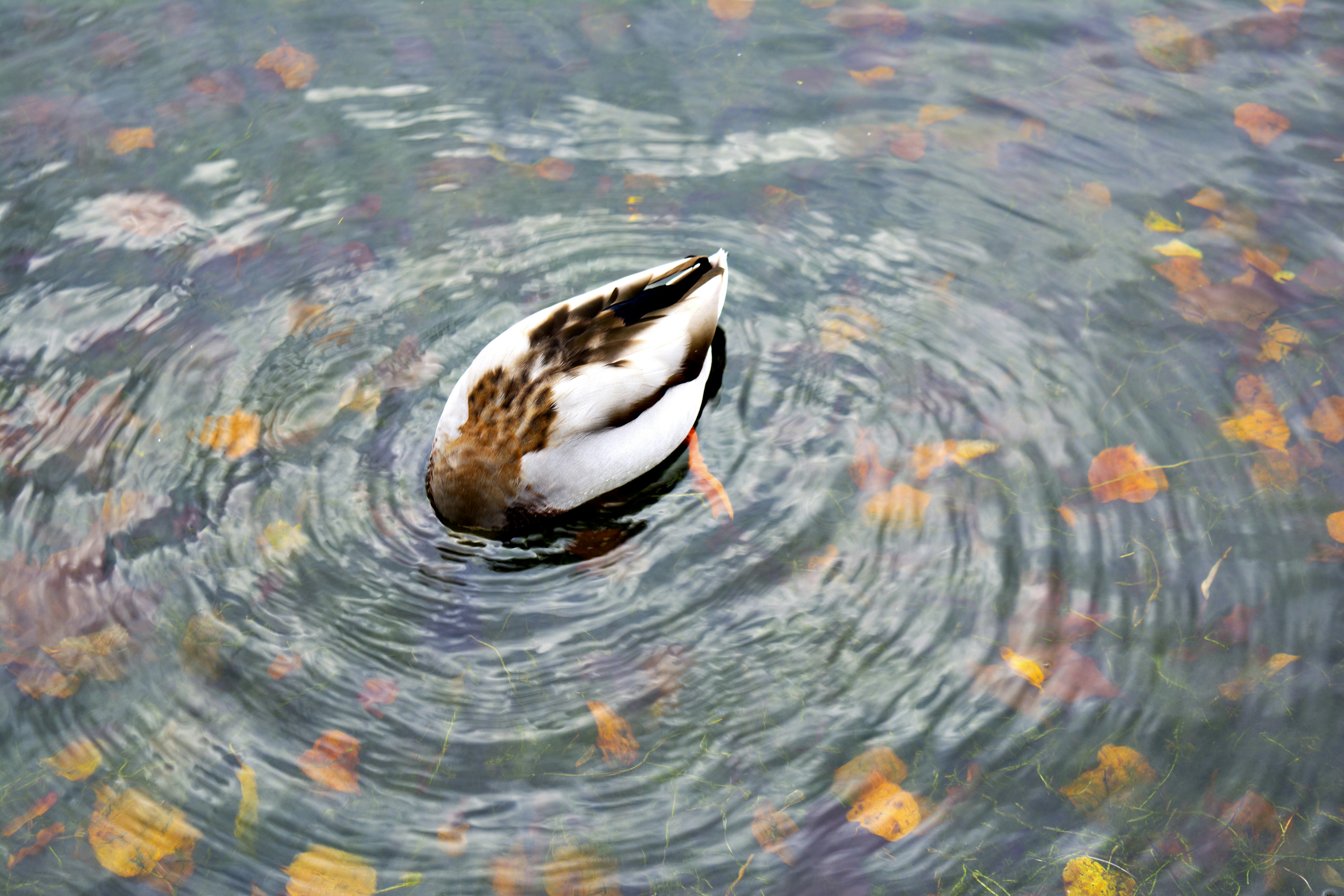 Duck dip his head into the water photo – Free Victoria park road Image ...