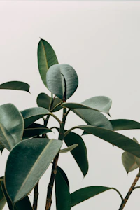 Serene Elegance of the Rubber Tree