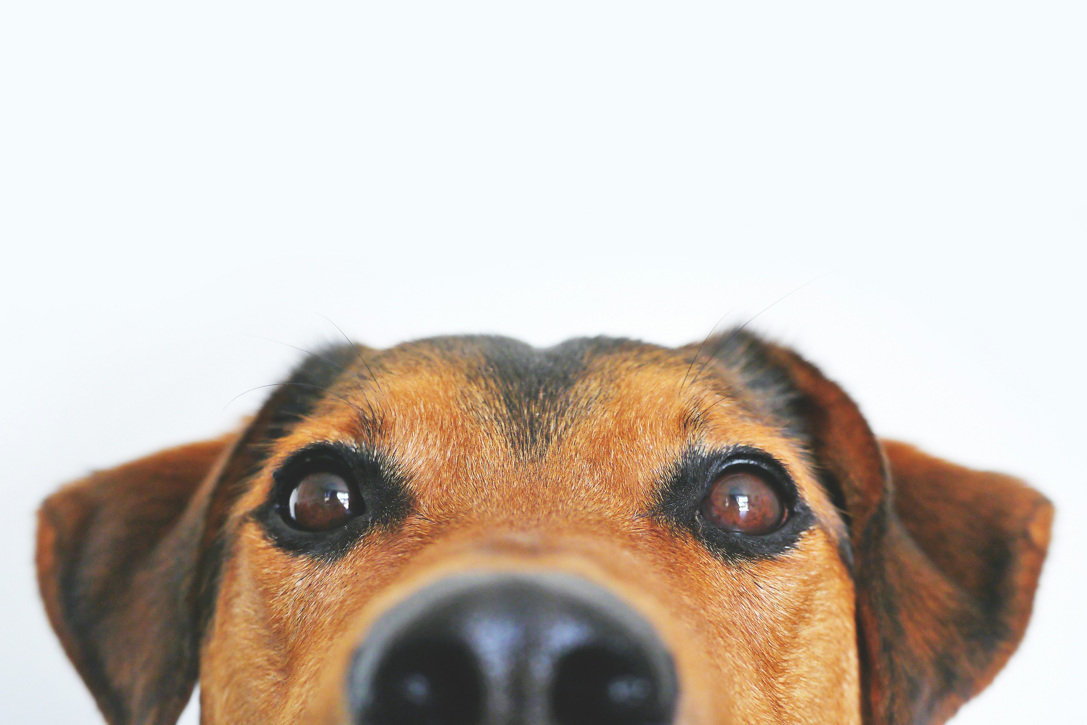 Close-up of a dog's face with an inquisitive expression against a plain background.