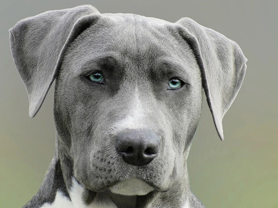 Close-up portrait of a gray dog with pale blue eyes and floppy ears against a soft blurred background.