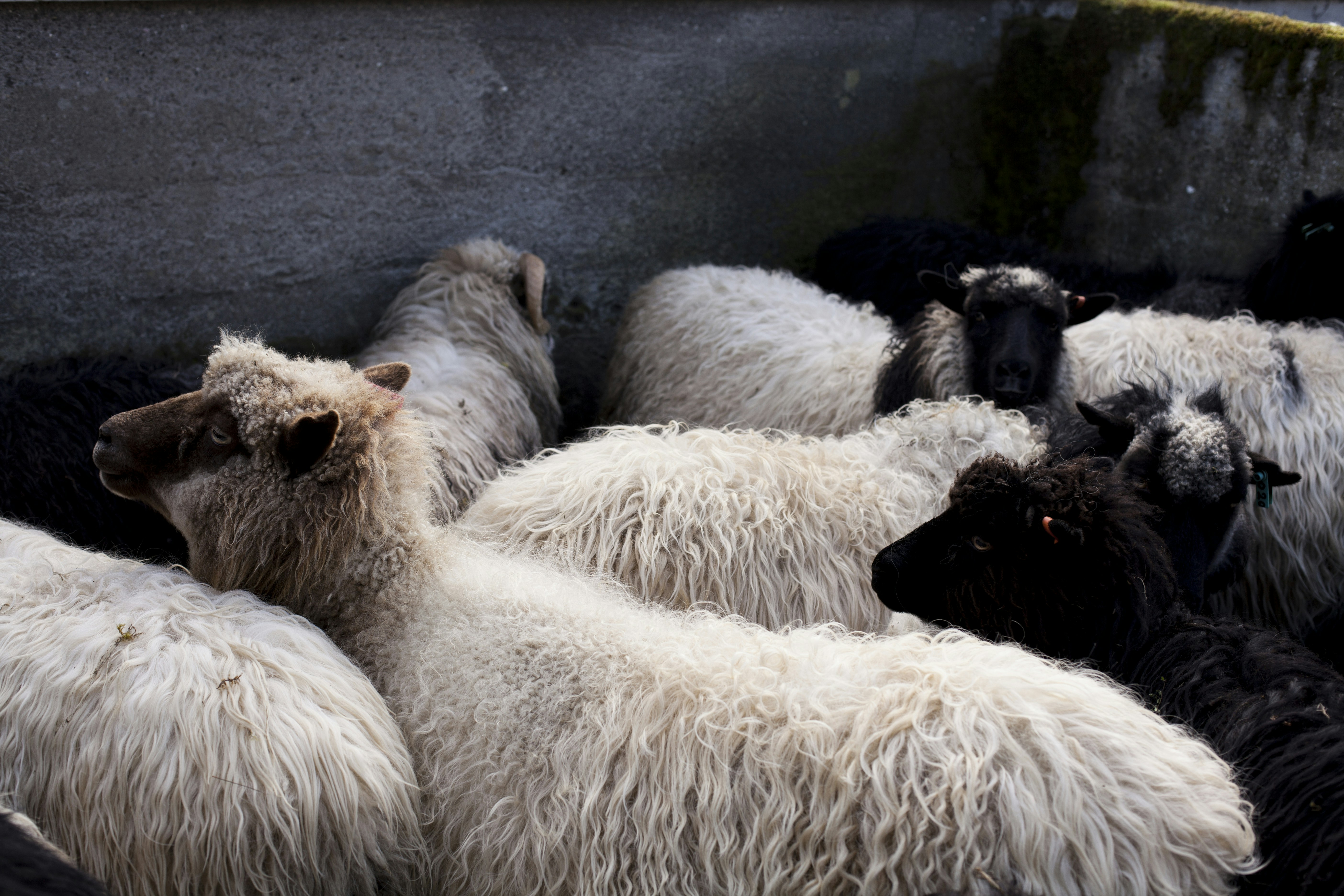 A group of sheep, varying in color from white to black, huddles closely together against a textured backdrop. The scene captures the essence of rural life.