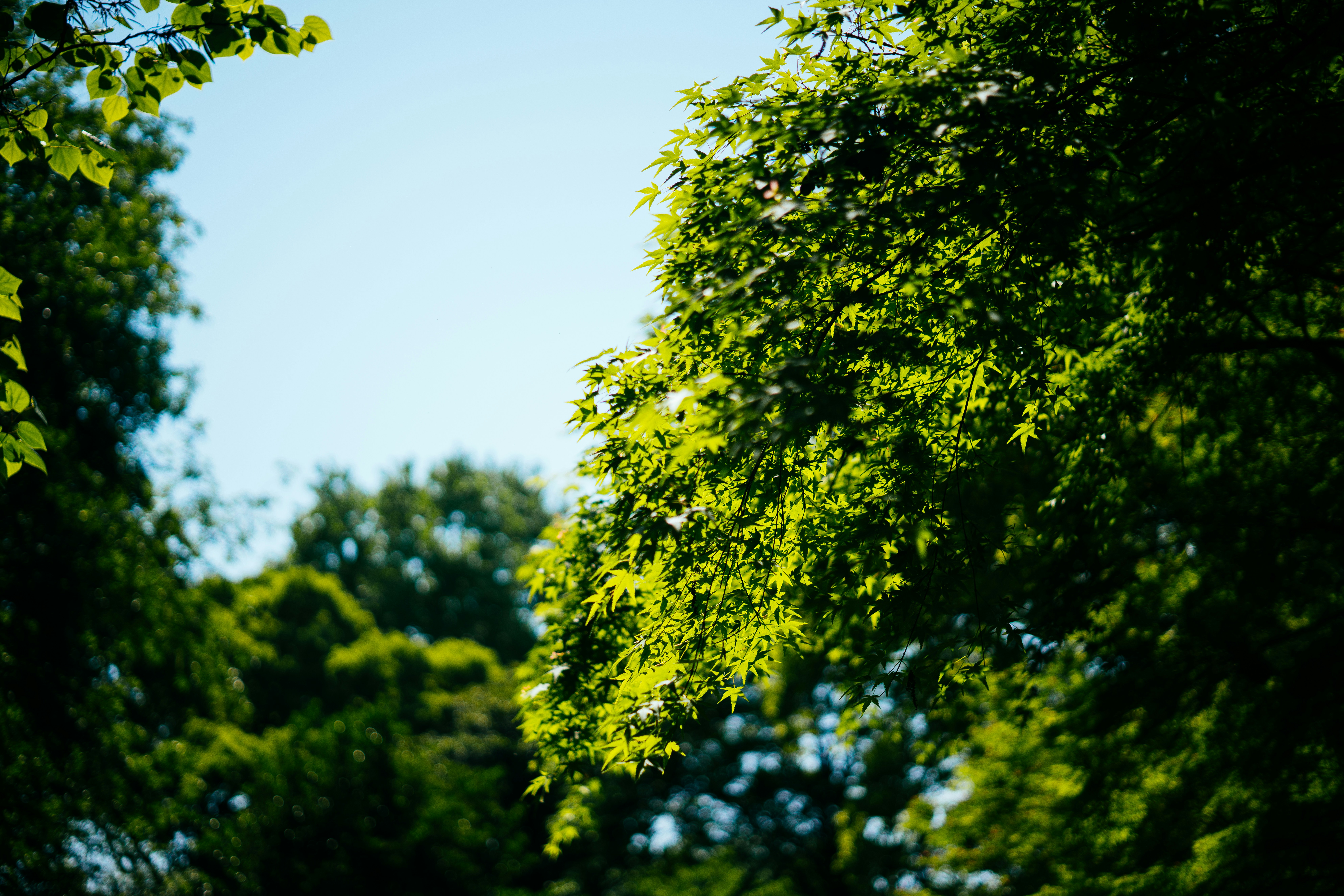 Green trees during daytime photo – Free Shanghai zoo Image on Unsplash