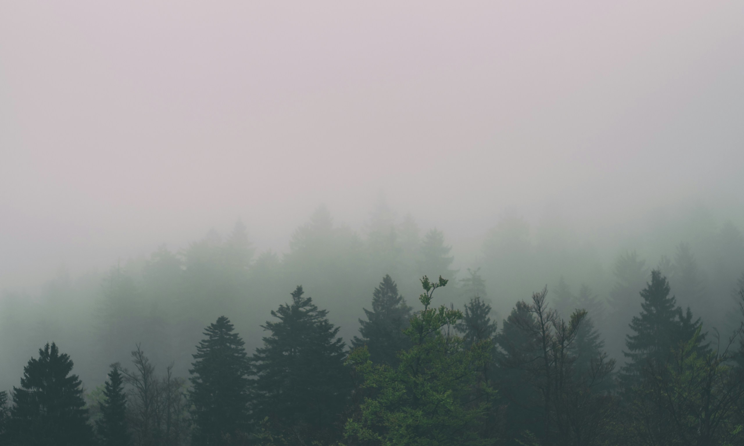 Fog envelops a forest of towering pine trees creating a mysterious ambiance.
