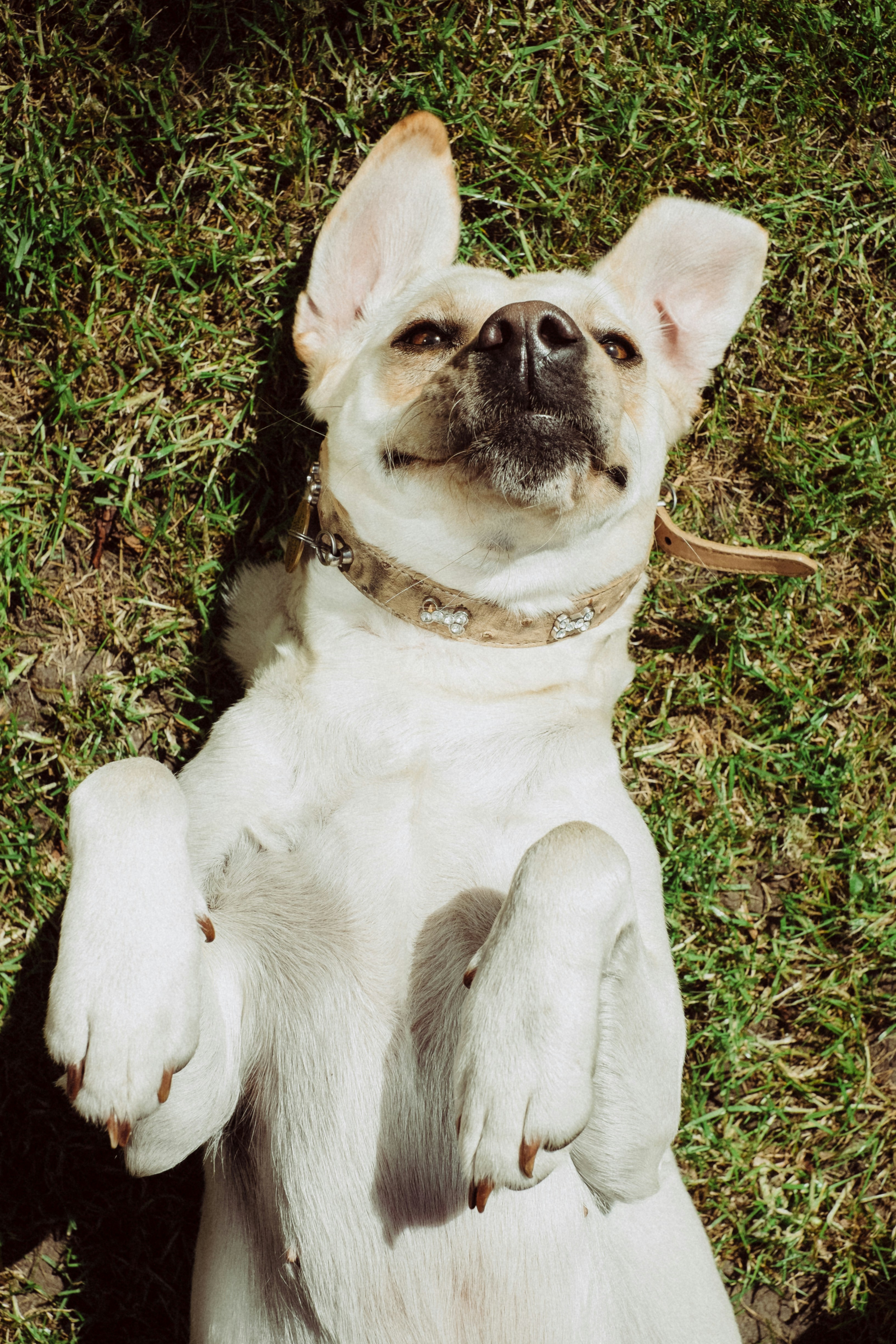 Adult short-coated tan dog lying on green grass photo – Free Dog Image ...