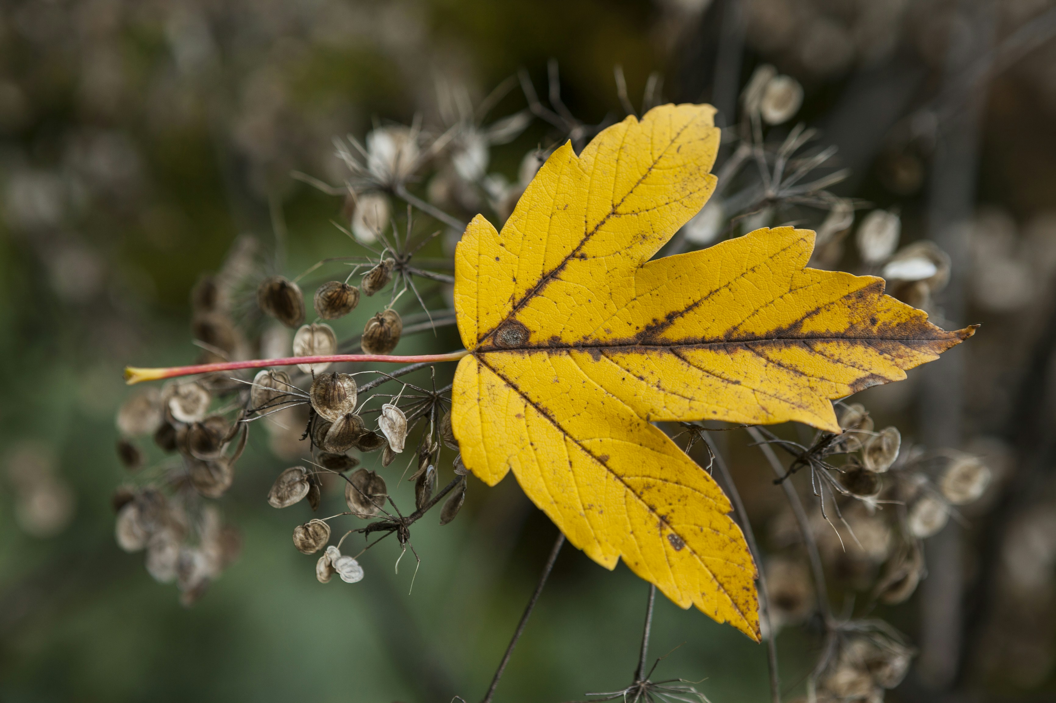 Bright yellow leaf resting on dried seed pods against a blurred background.