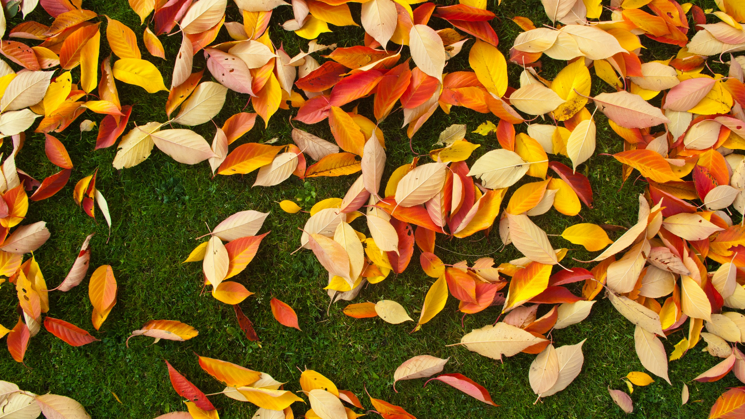Colorful array of fallen leaves scattered across vibrant green grass, showcasing the beauty of autumn's transition.