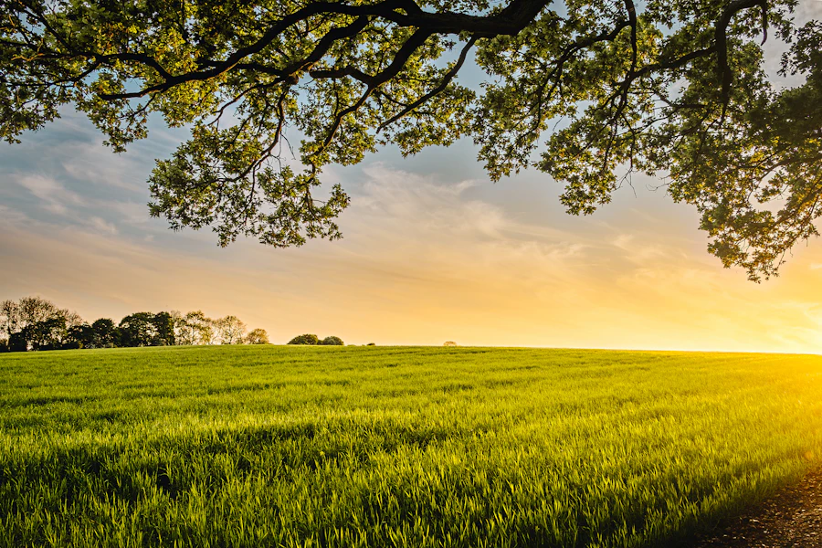 Golden sunset over a wide green field, framed by dark tree branches and leaves overhead. Warm light glows across the horizon with a soft sky gradient.