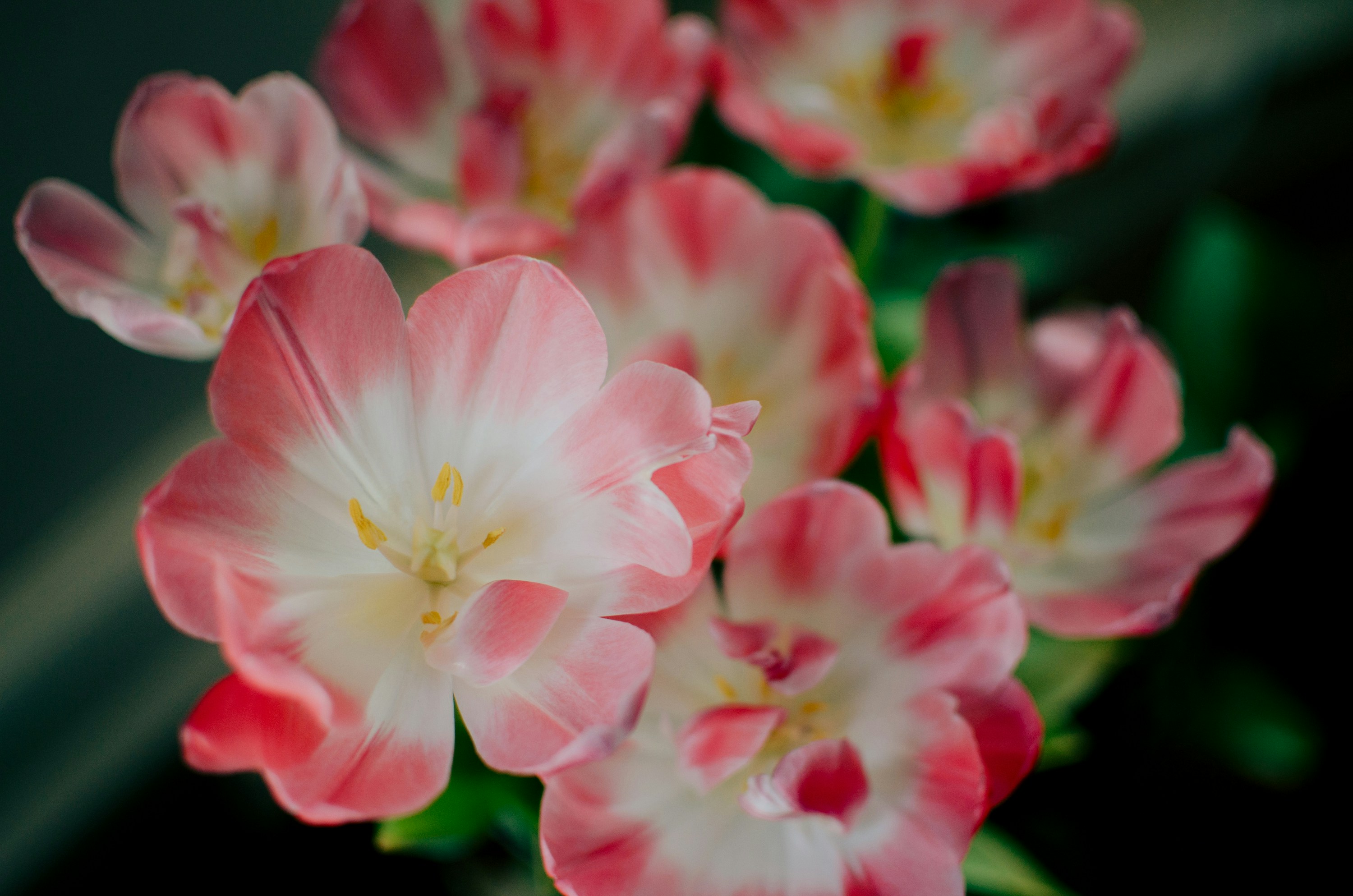 Delicate pink and white tulips in full bloom, showcasing intricate petal patterns against a softly blurred background.