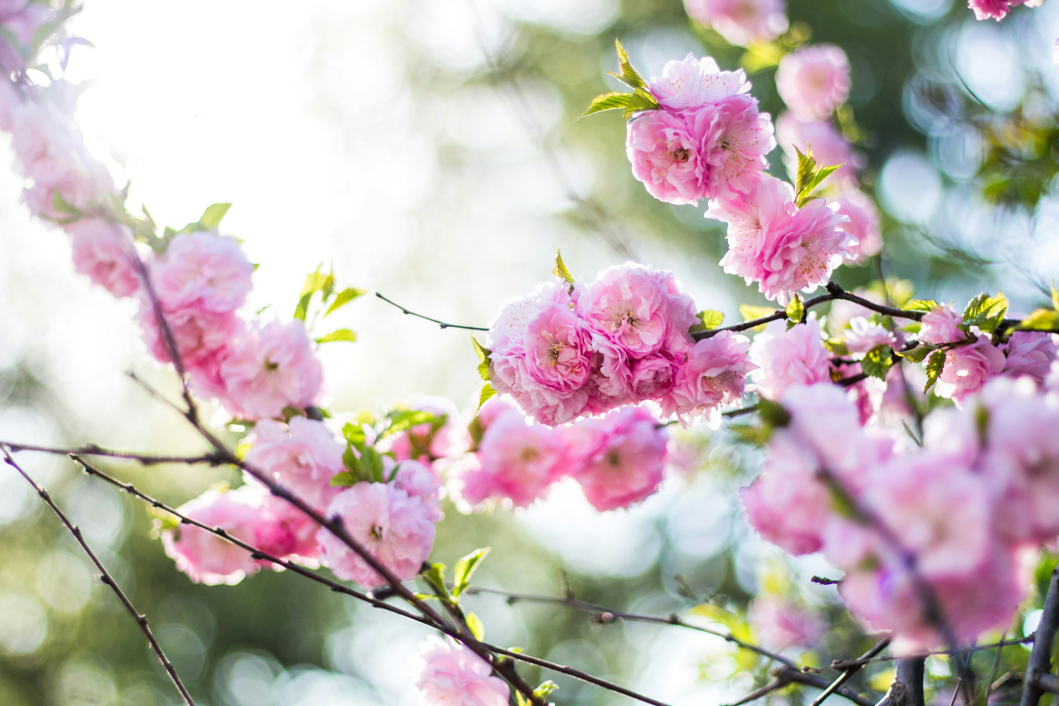 Delicate pink cherry blossoms bloom against a softly blurred background, capturing the essence of spring's arrival.