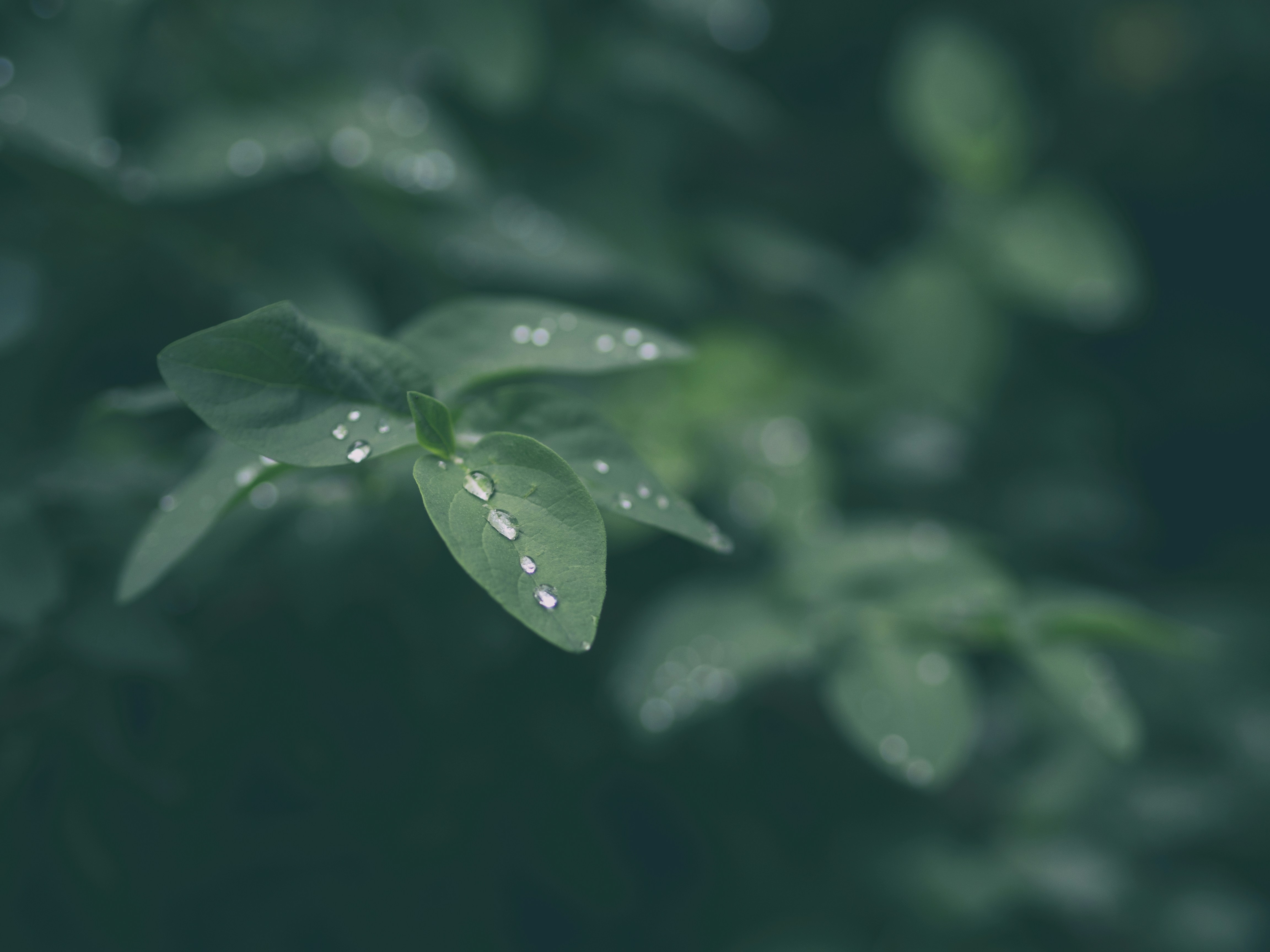 Close-up of green leaves adorned with glistening water droplets, set against a softly blurred background.