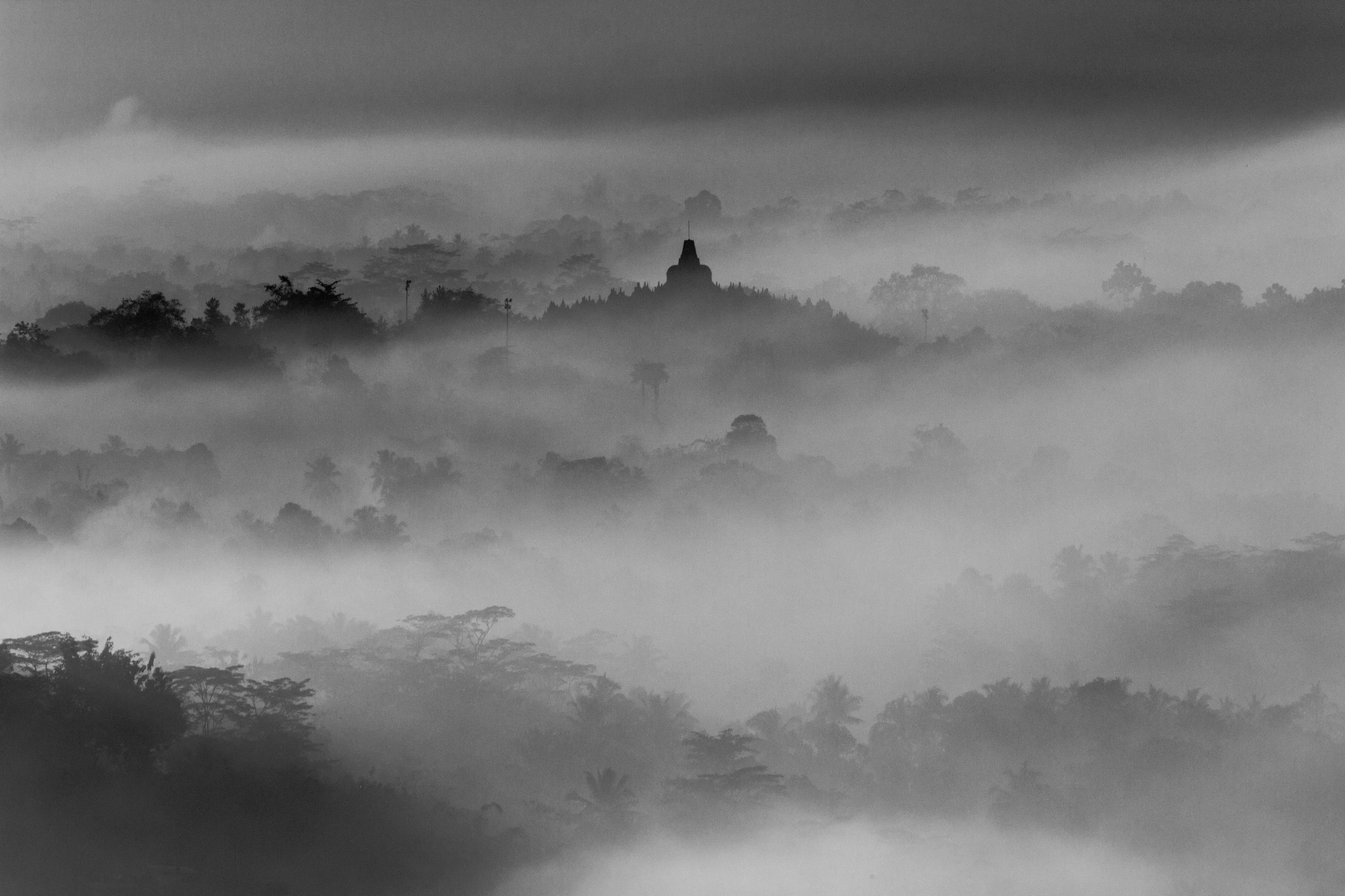 Fog envelops a forest landscape, revealing tree silhouettes and a distant pagoda against a gradient sky.