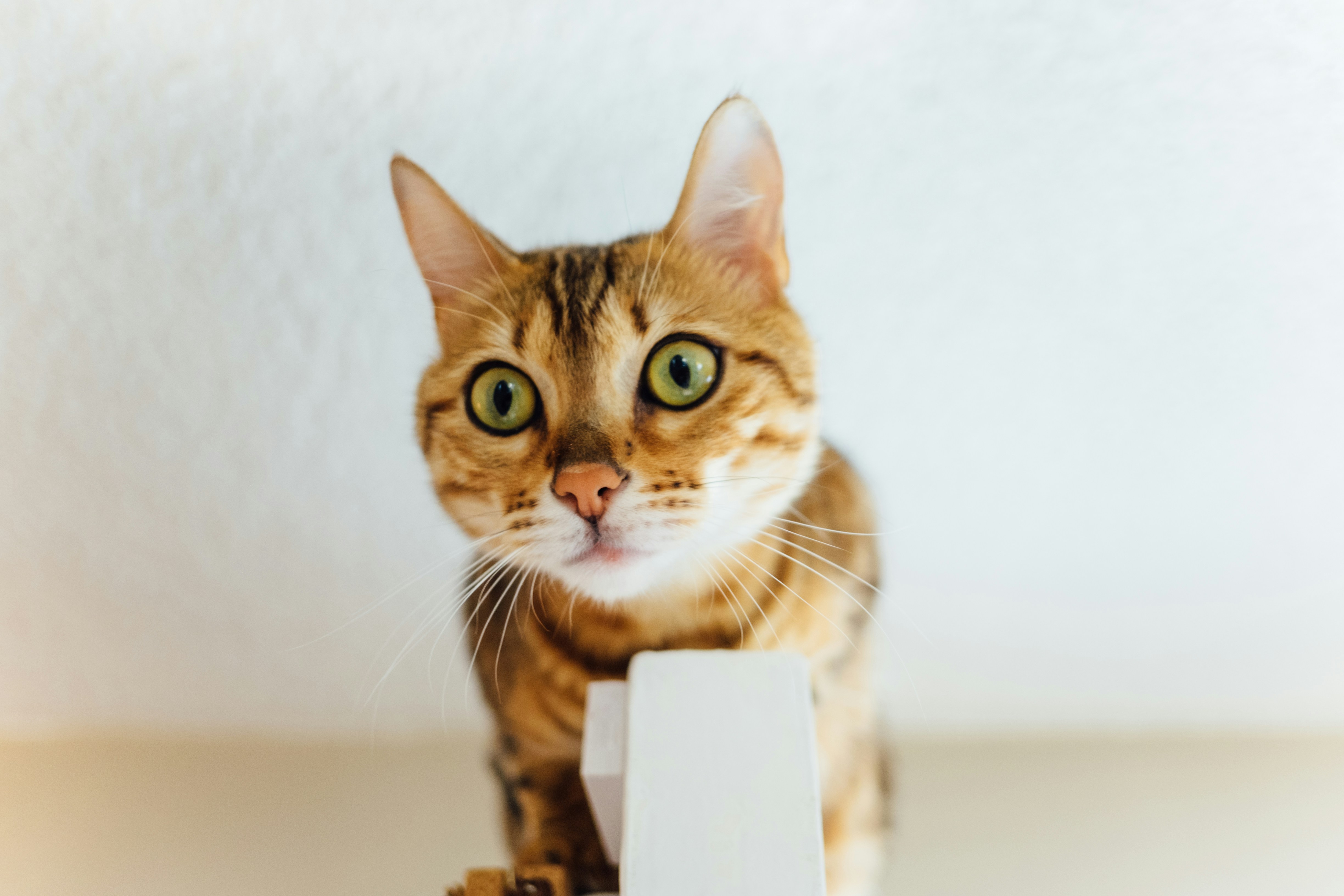 A Bengal cat peering curiously from atop a shelf, showcasing its vibrant fur and striking green eyes.