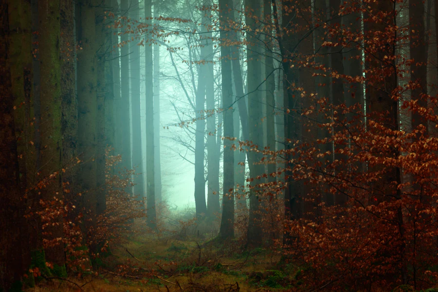 A foggy woodland corridor with tall tree trunks fading into a glowing pale opening in the distance. Rust-colored leaves frame the dark forest floor.