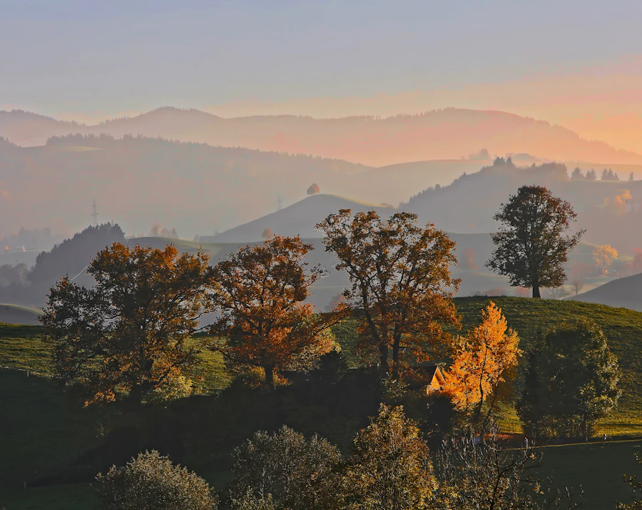 Autumn trees glowing on rolling green hills with layered misty mountains in the background at sunrise. Soft pink and orange light warms the hazy landscape.