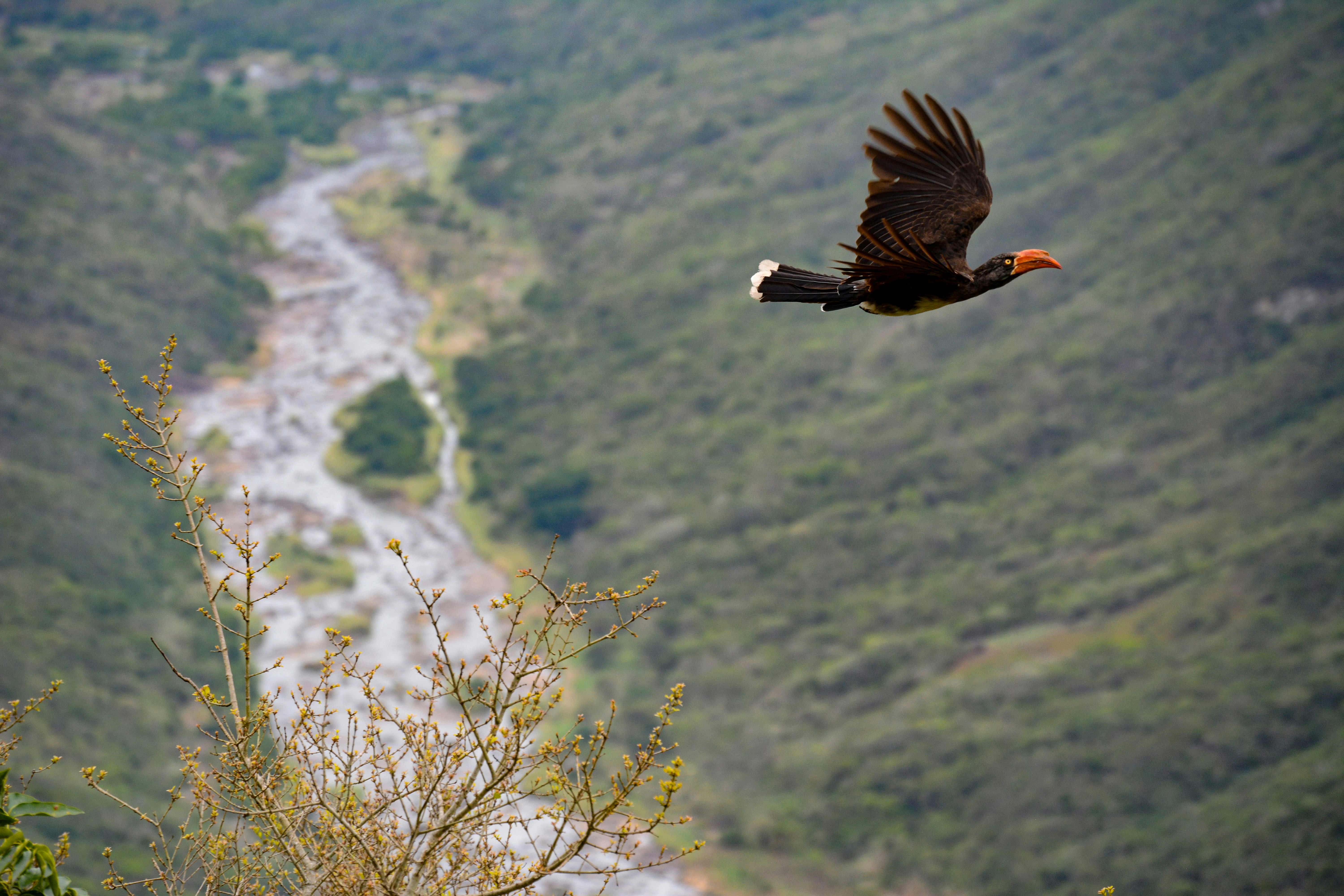 A solitary bird glides above lush green mountains with a winding river below.