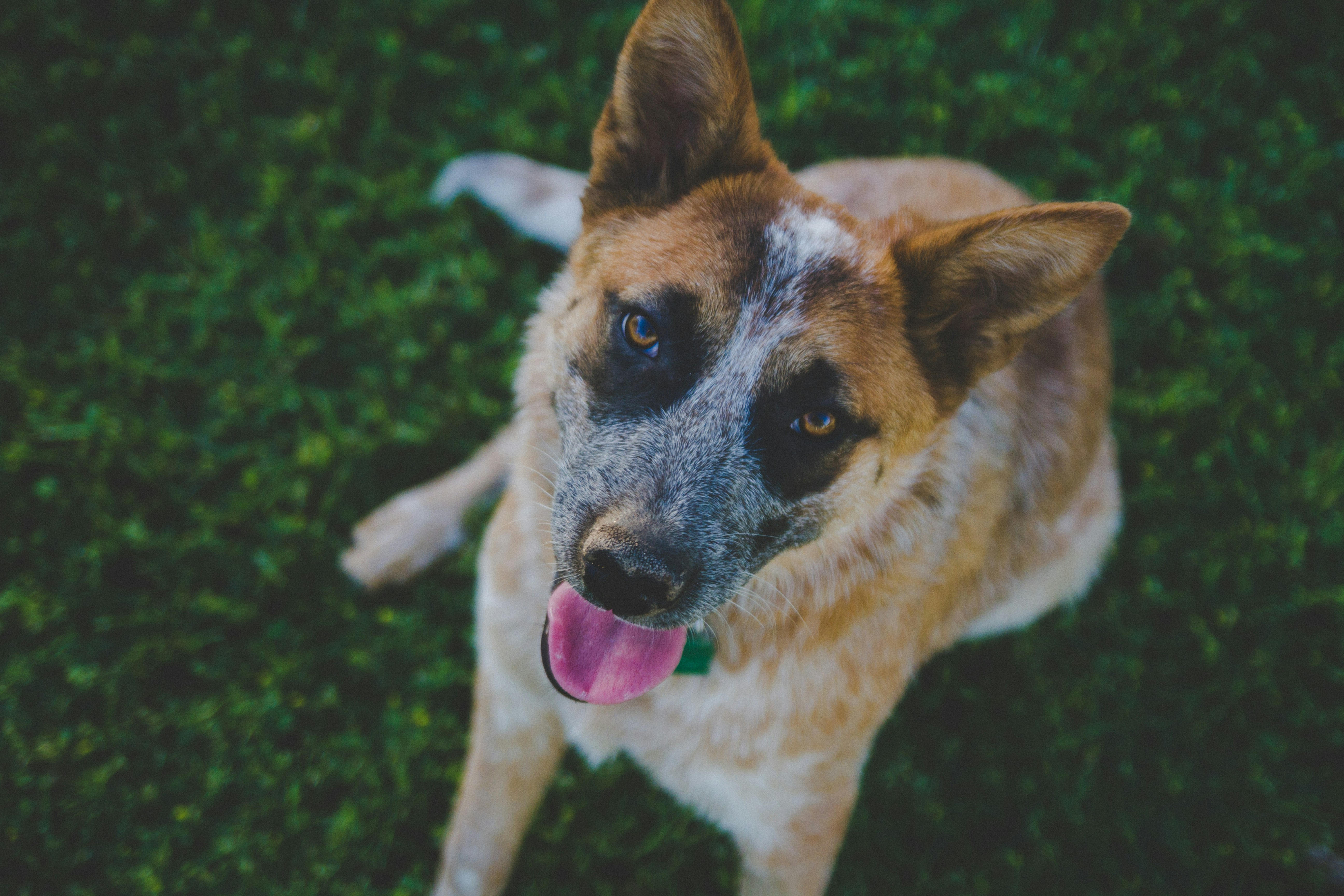 Australian Cattle Dog sitting on lush green grass with a joyful expression, tongue out and ears perked. 