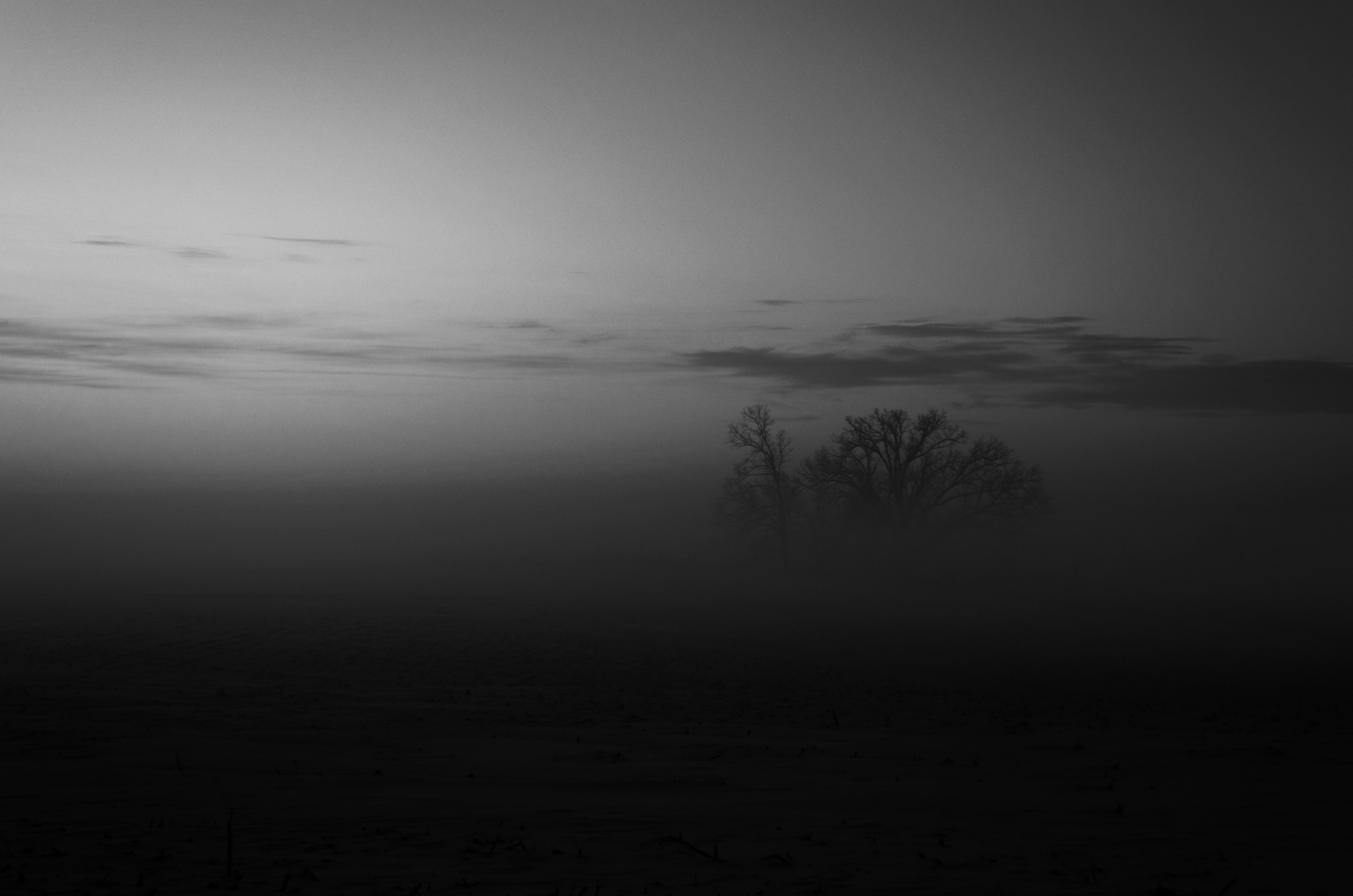 Silhouetted trees emerge from a dense fog, creating a hauntingly serene landscape at dawn. The monochromatic tones enhance the mysterious atmosphere.