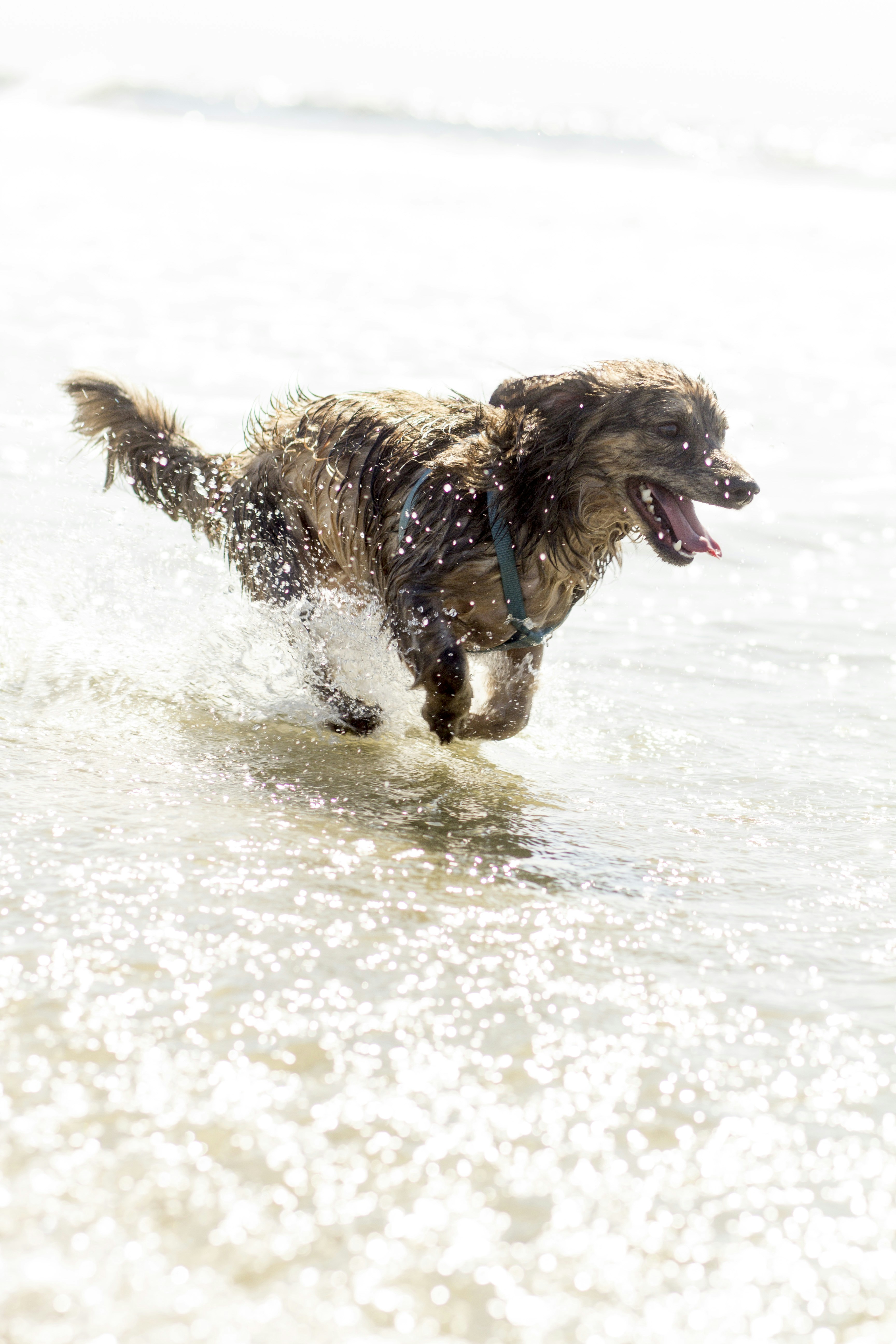 Dog running through shallow water with droplets glistening in sunlight.