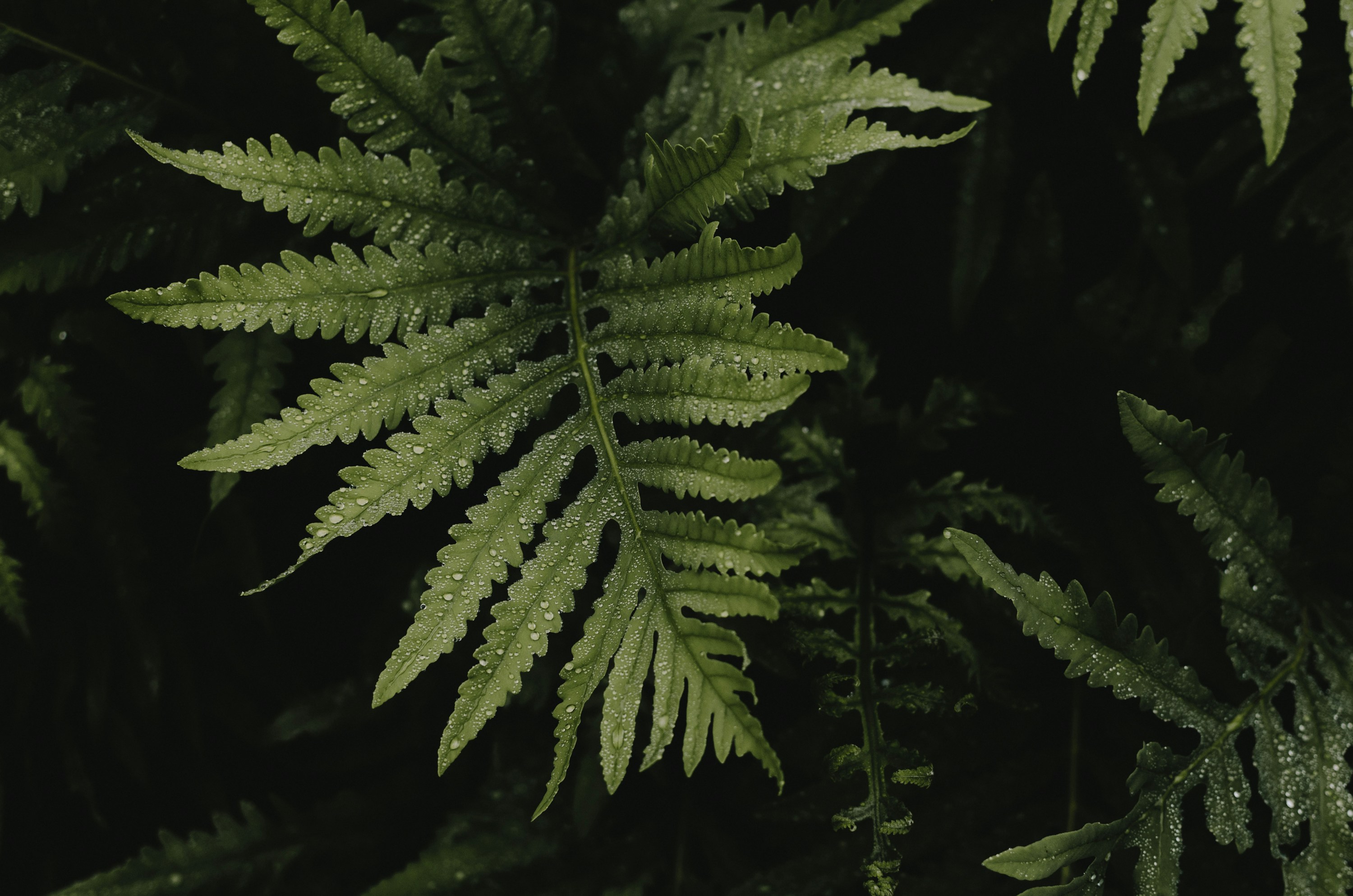 Lush green ferns glistening with droplets of water, showcasing intricate leaf patterns in a dark, moody setting.