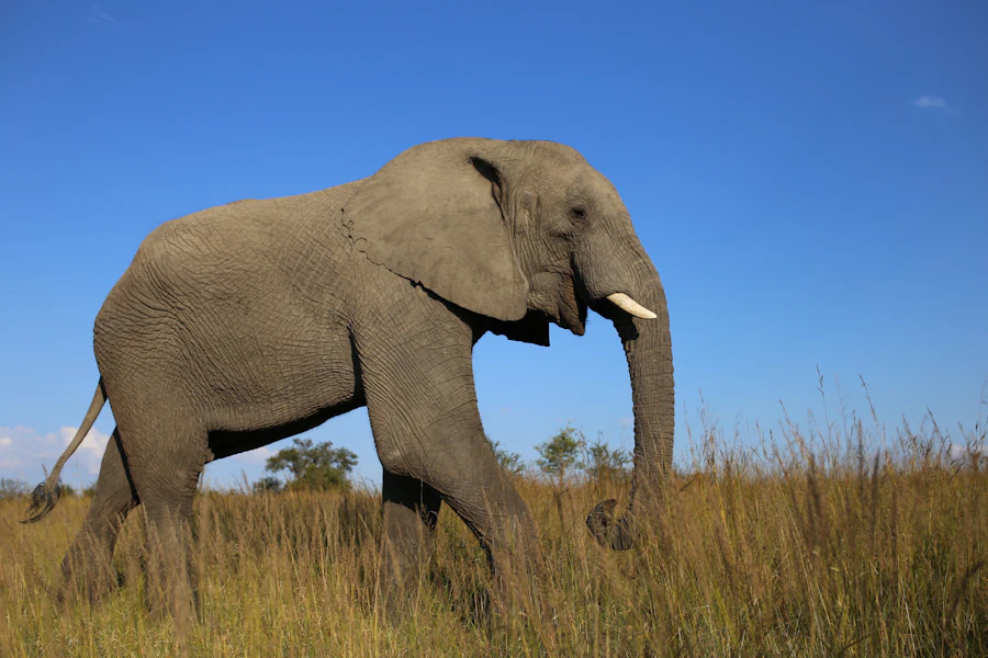 A lone elephant walks through tall savanna grass under a clear blue sky, its tusks and trunk visible in profile.