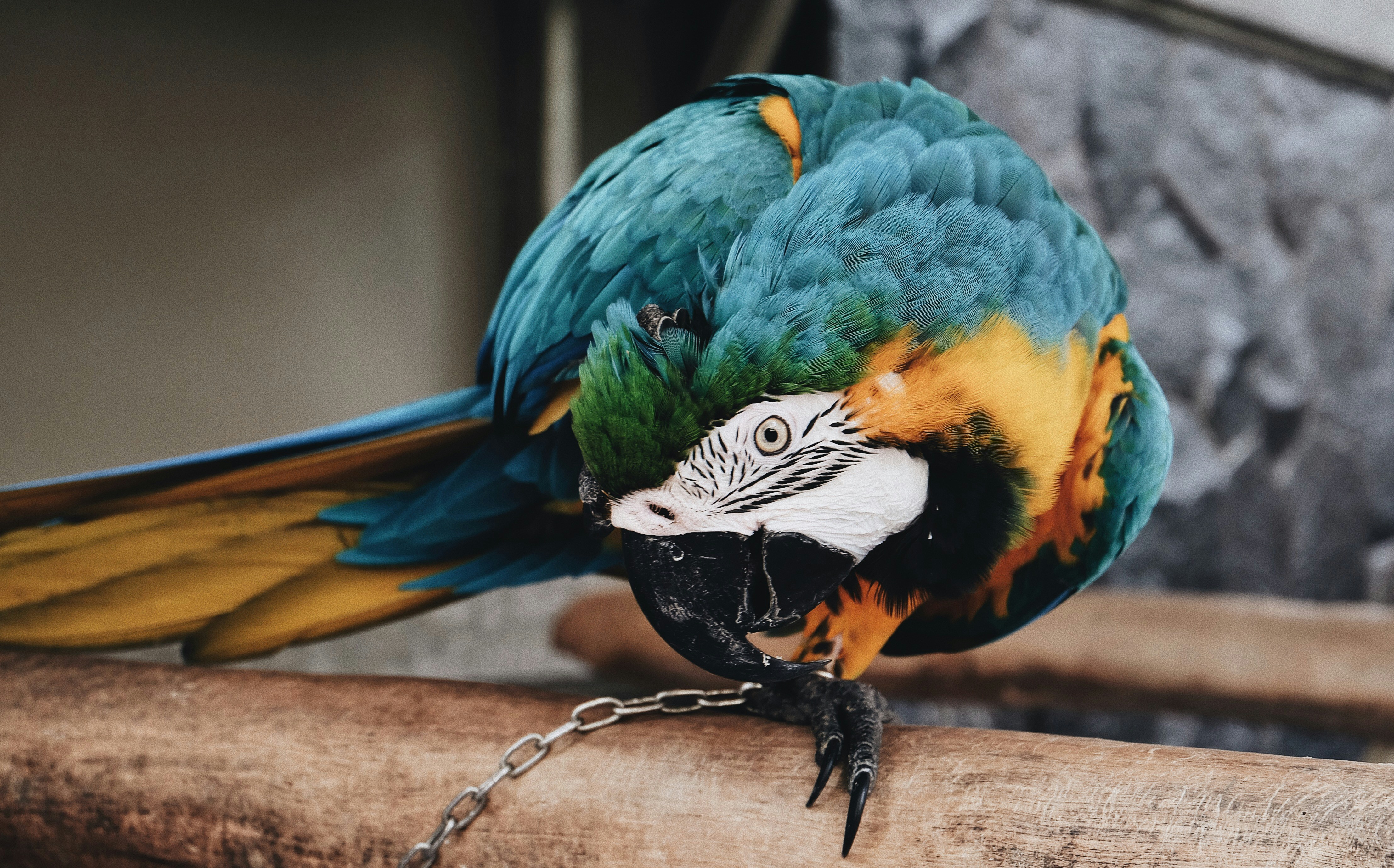 A colorful macaw perched on a wooden branch, showcasing its striking blue, green, and yellow feathers while curiously tilting its head.