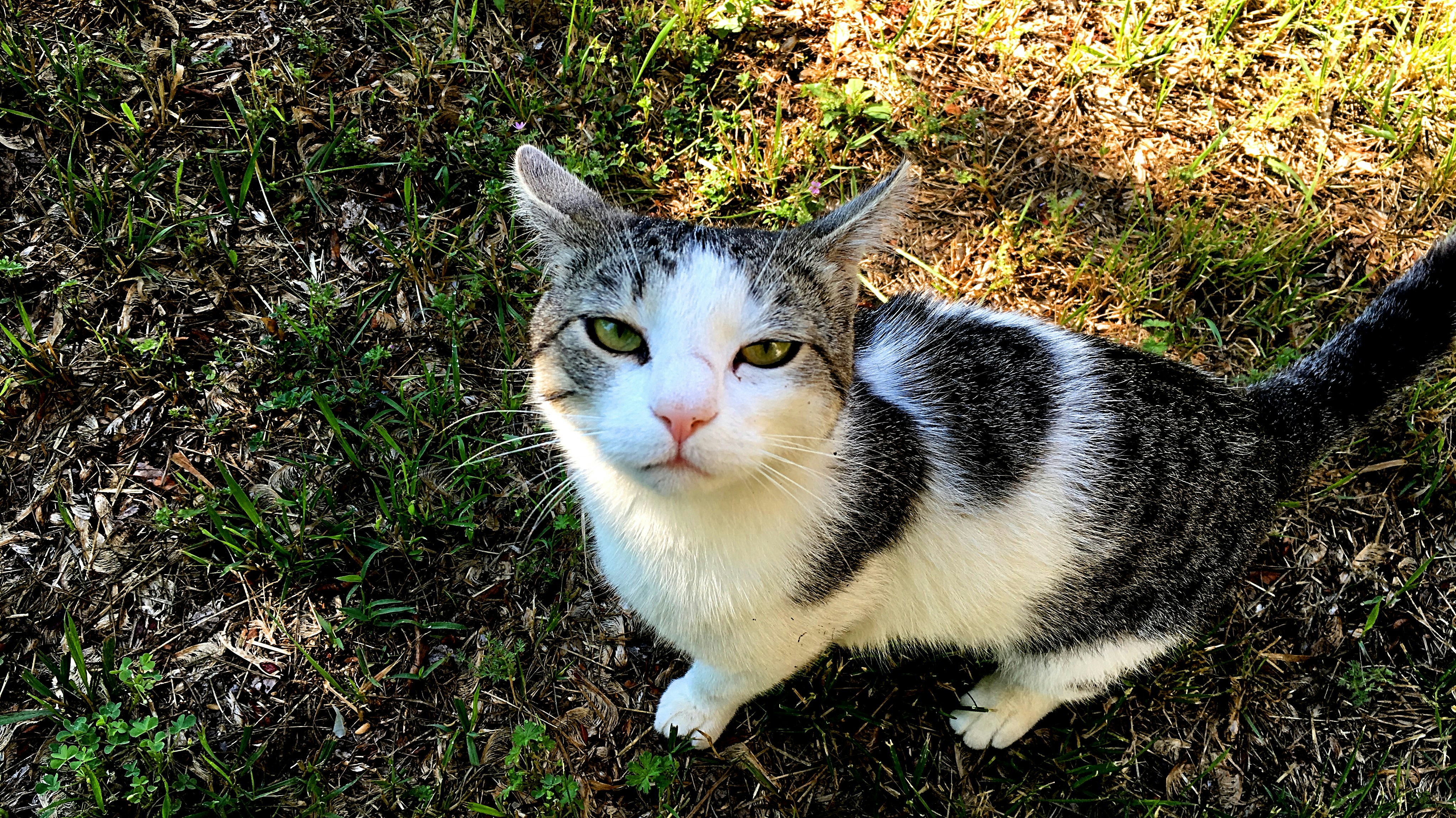 Furry balls – Cats | 13 best free cat, animal, pet and mammal photos on ...