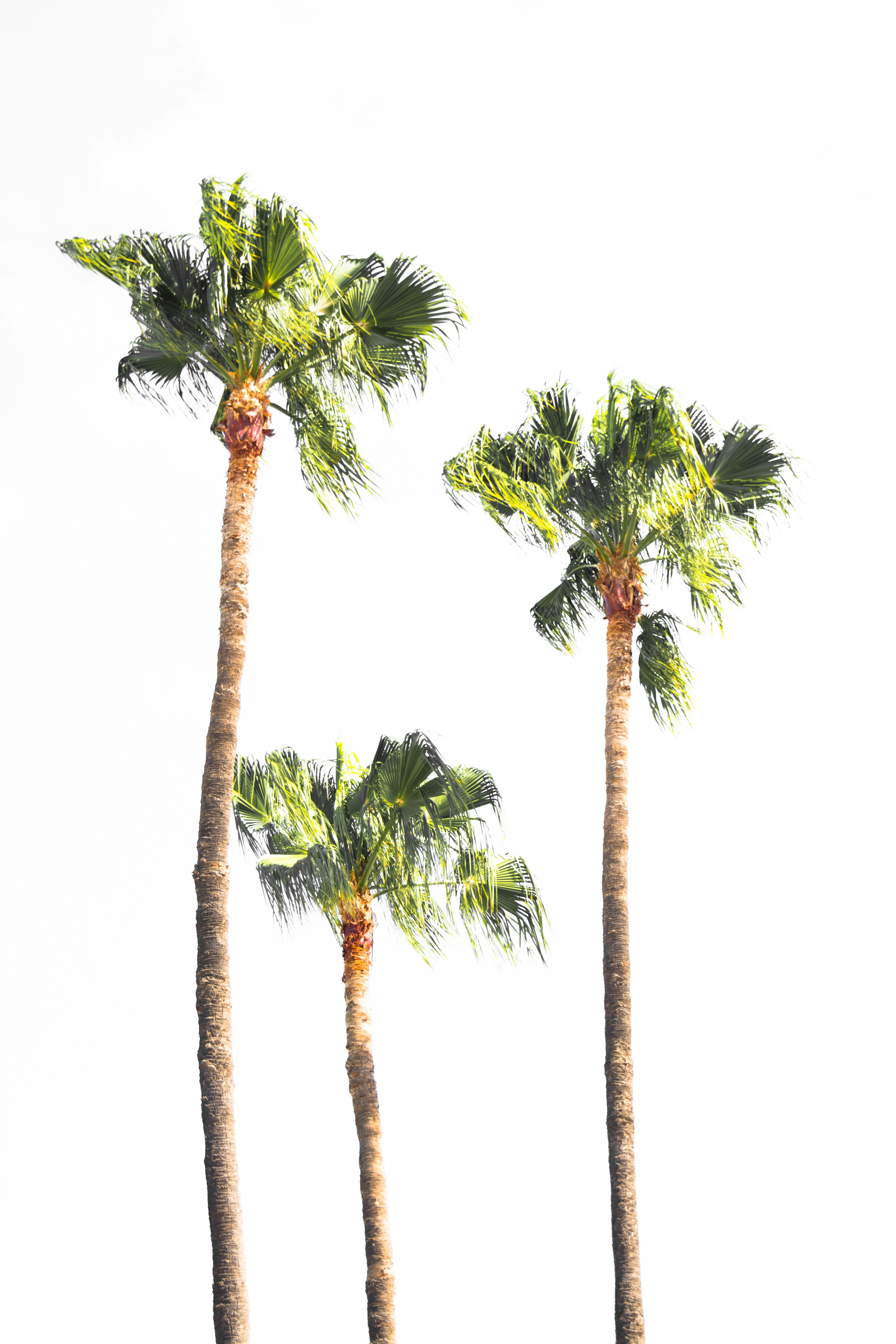 Triad of Palm Trunks Under a Blinding White Sky