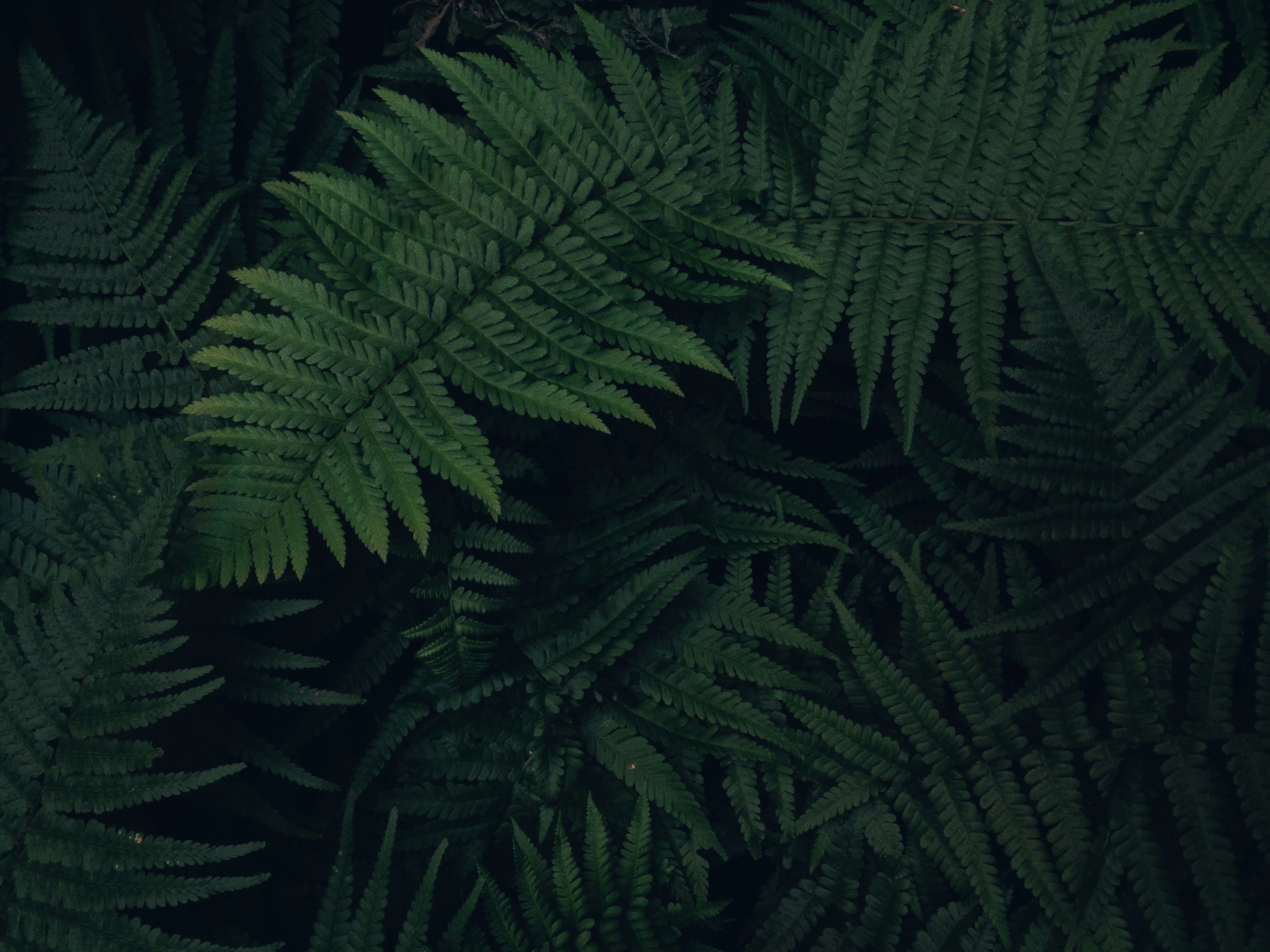 Dense arrangement of lush green ferns creating a textured, natural tapestry in a shaded environment.