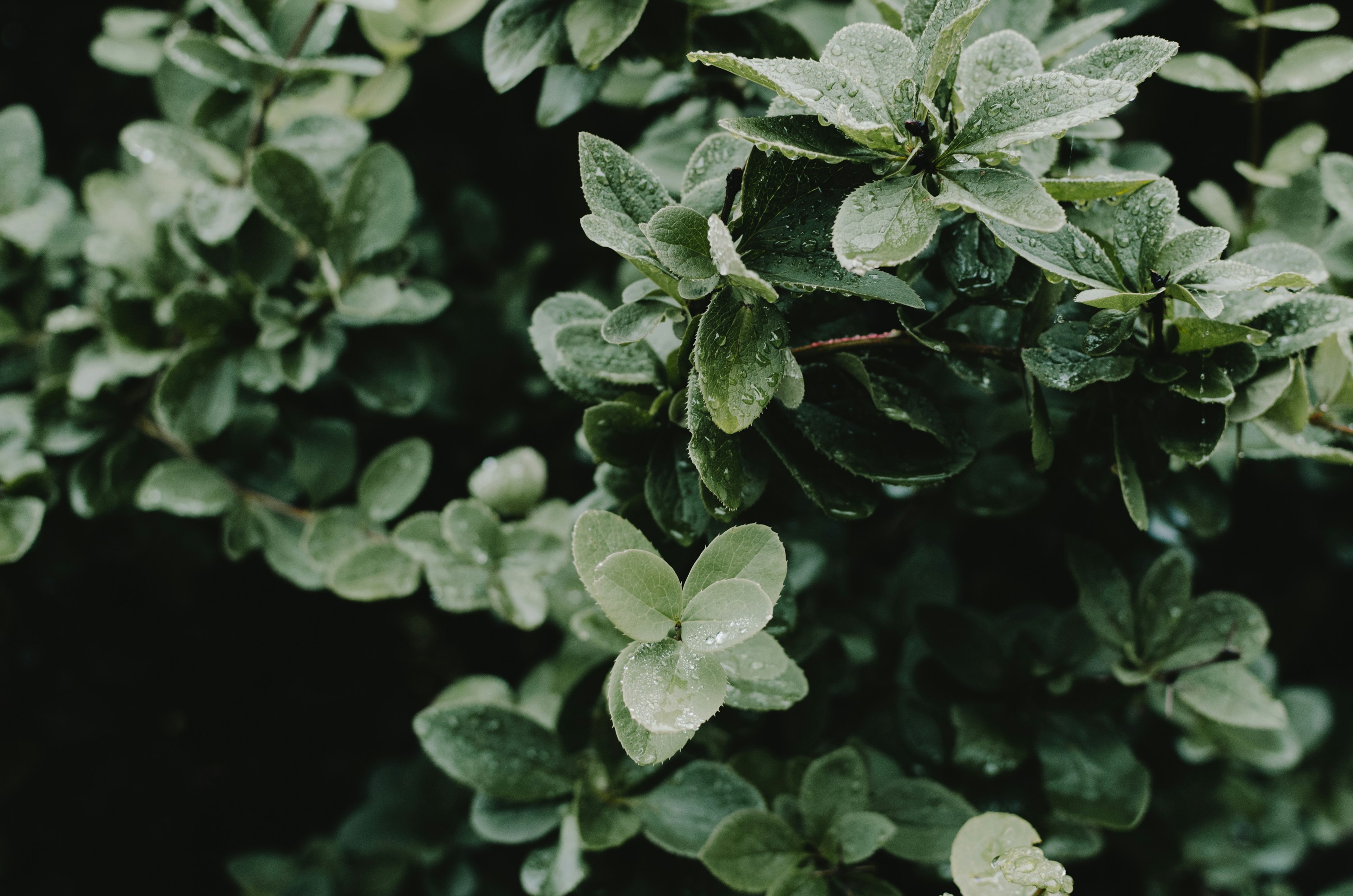 Close-up of vibrant green leaves adorned with droplets of water, showcasing the intricate textures and richness of nature.
