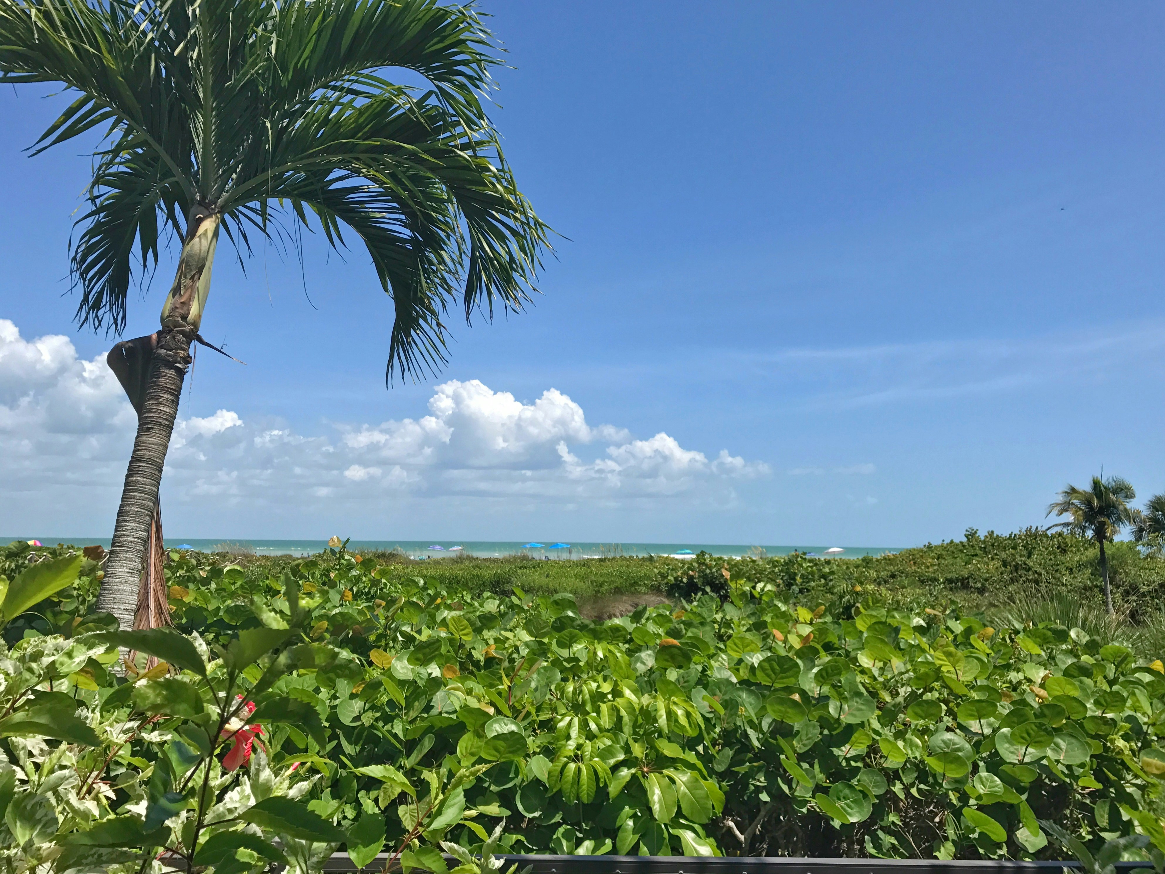 Tropical | 12 best free tropical, beach, florida and united state ...