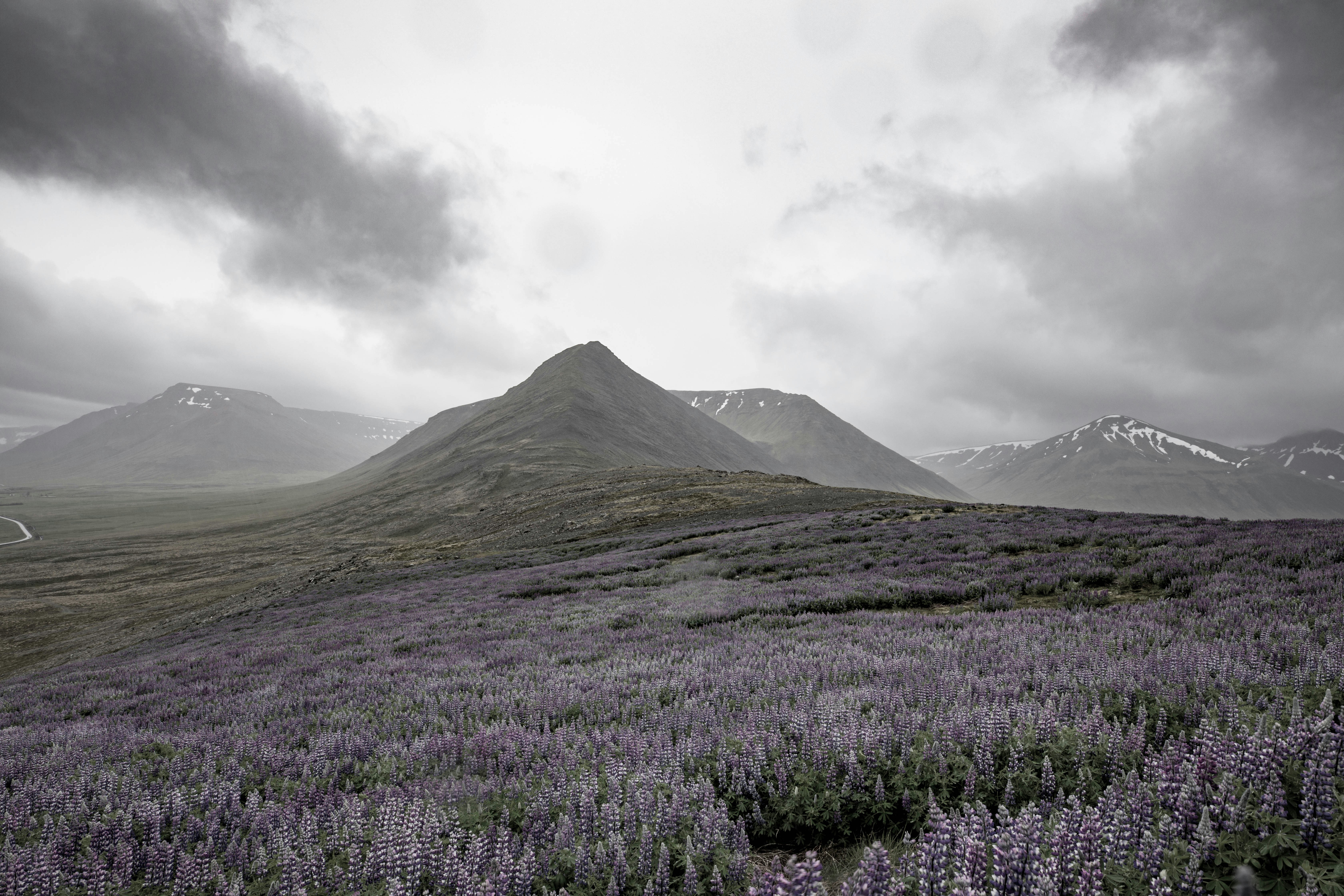 Lavender Plains Beneath a Looming Peak