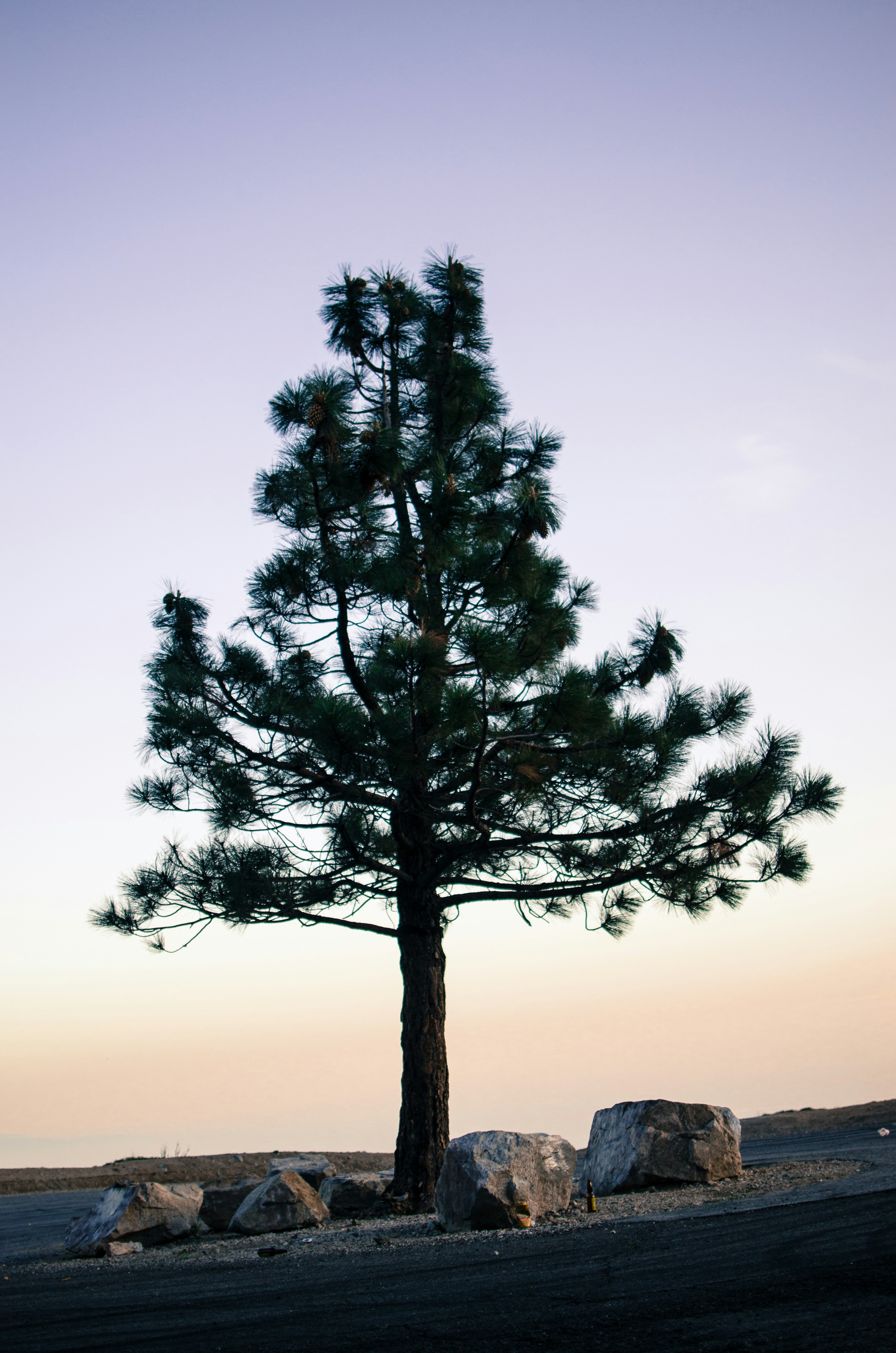 Lonely Pine