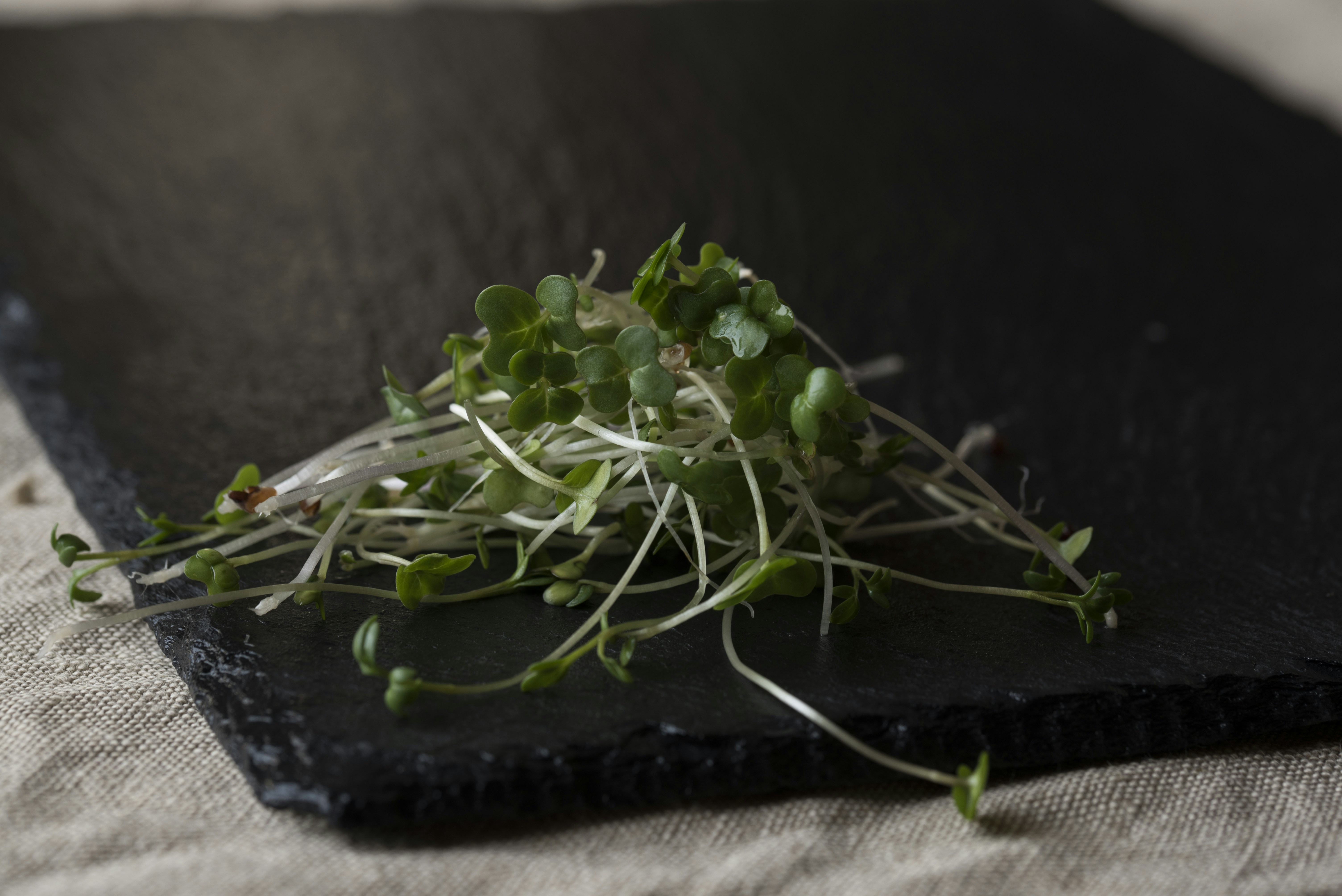 Fresh microgreens artfully arranged on a textured slate surface, showcasing their vibrant color and fine details.