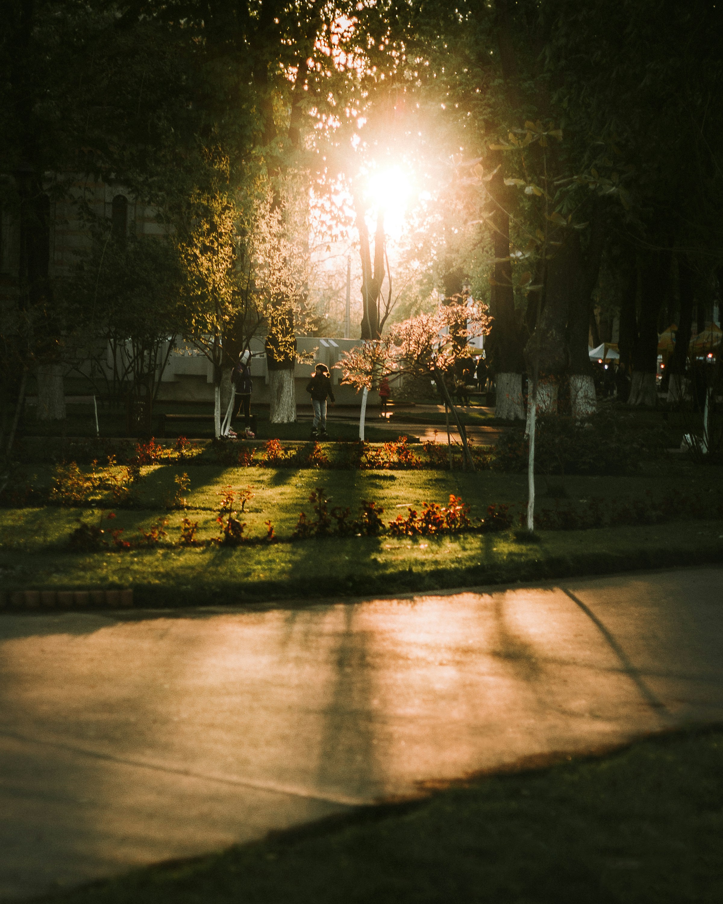 Sunburst Through the Trees: A Quiet Park Bathed in Long Shadows