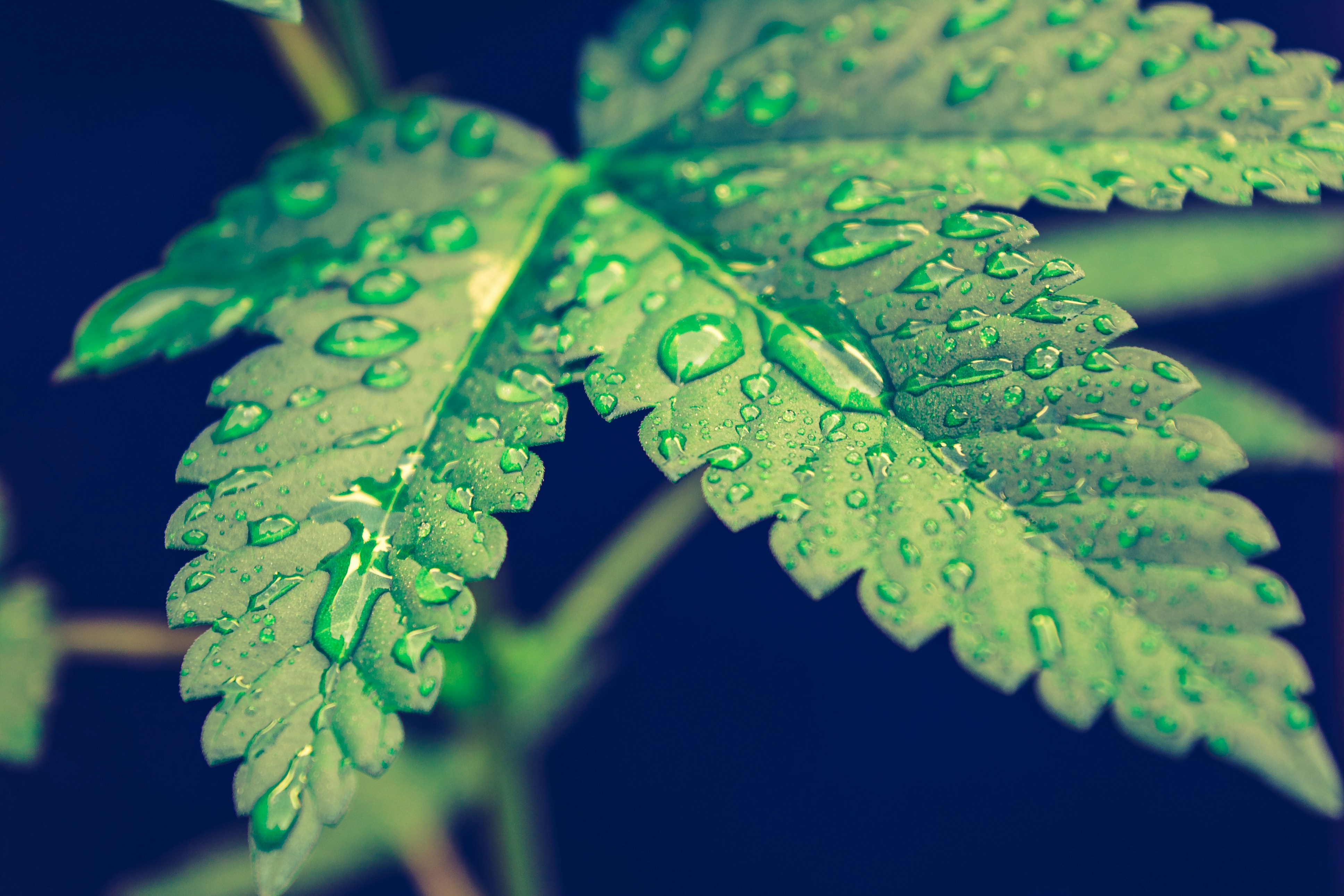 Close-up of a green leaf adorned with glistening water droplets, showcasing intricate textures and vibrant hues.