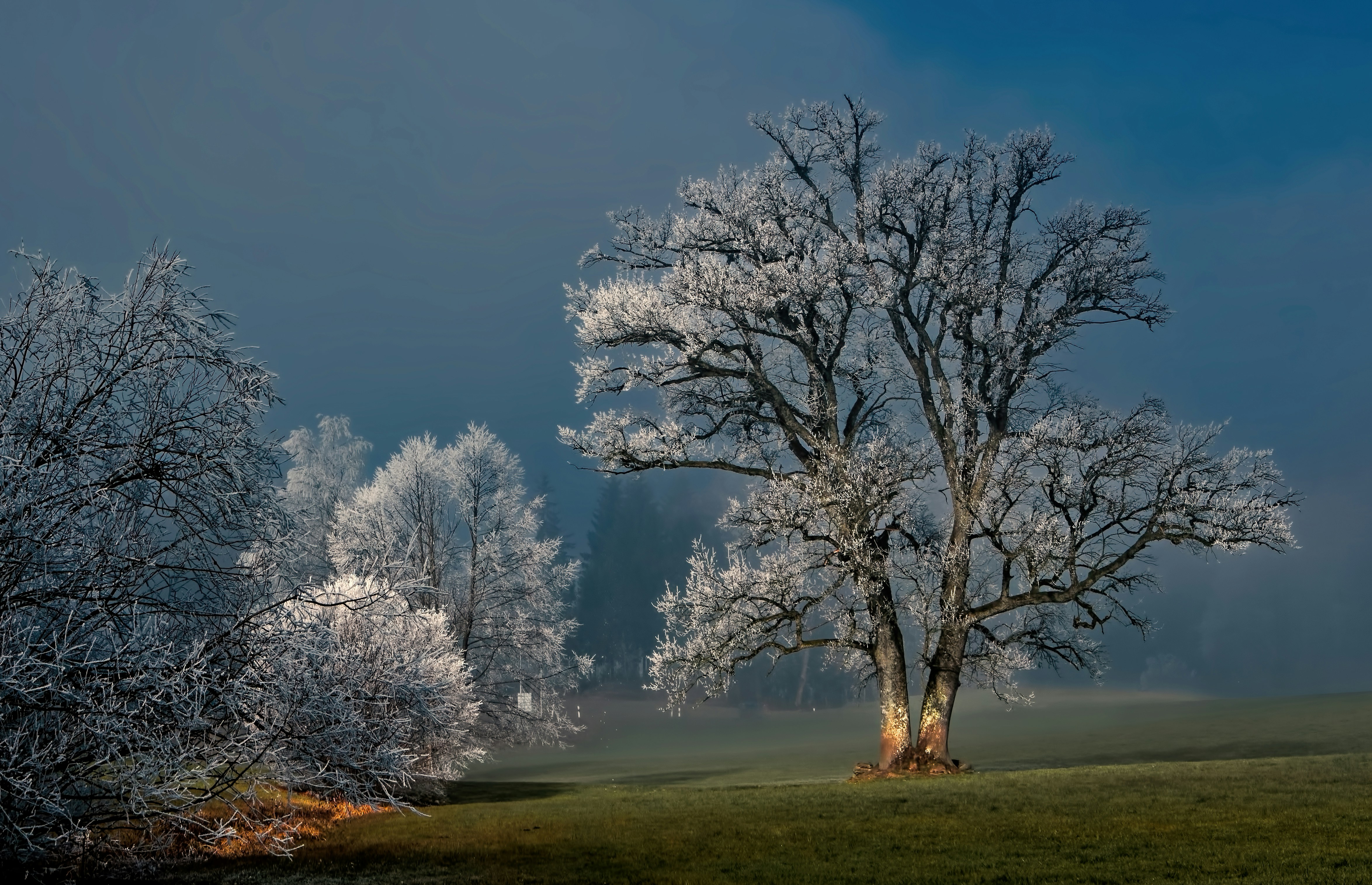 100+ best free photos about Trees on Unsplash | Nature, Tree, Forest ...